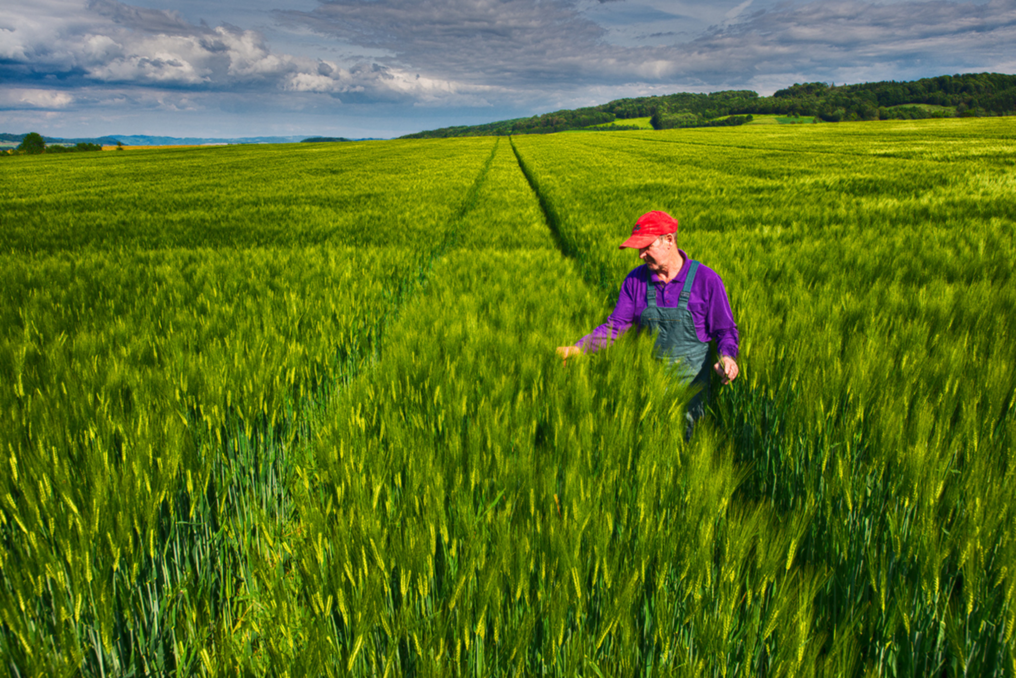 Die Ernte scheint gut zu werden - Melk