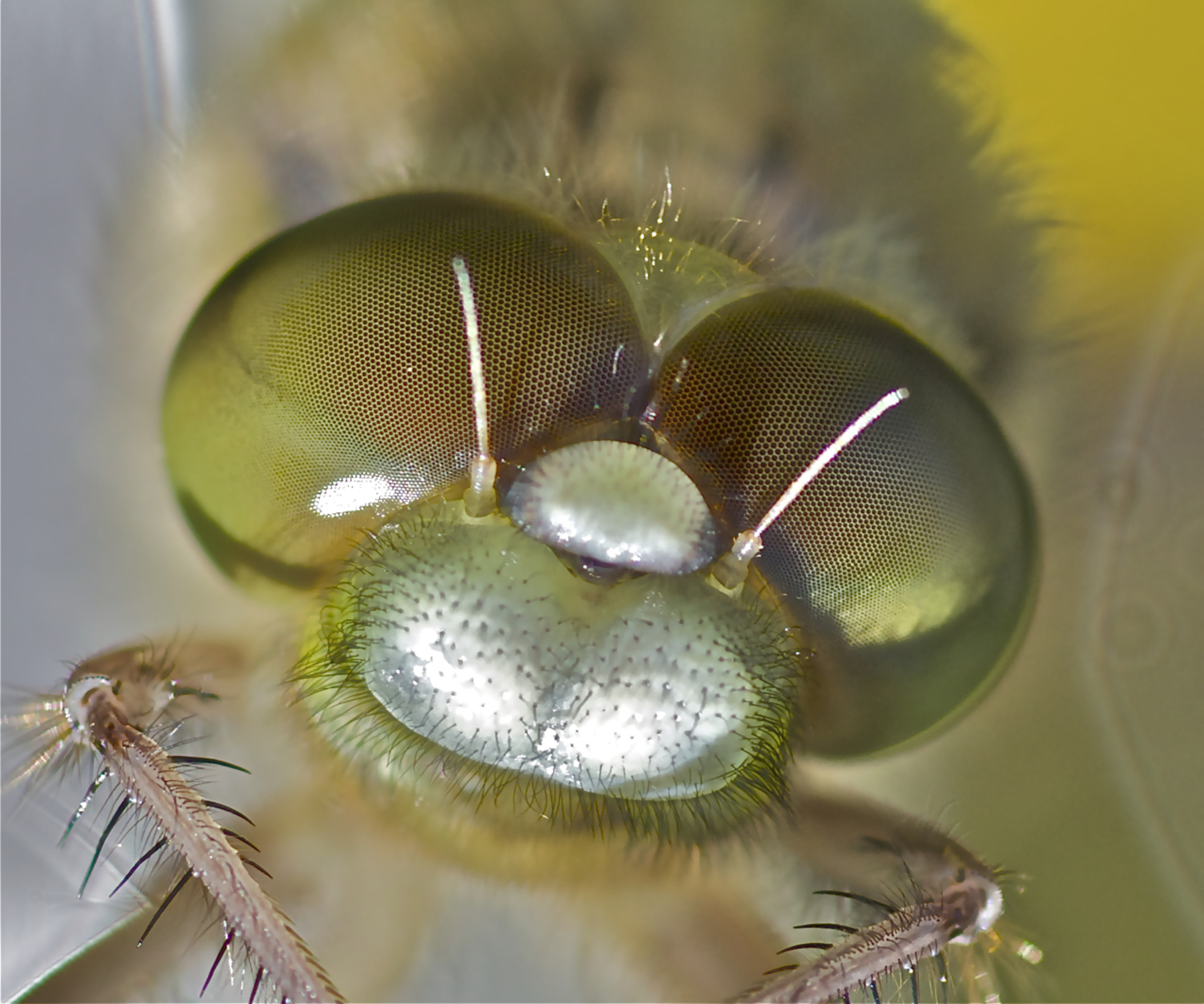 Libellen Kopf - Weiz