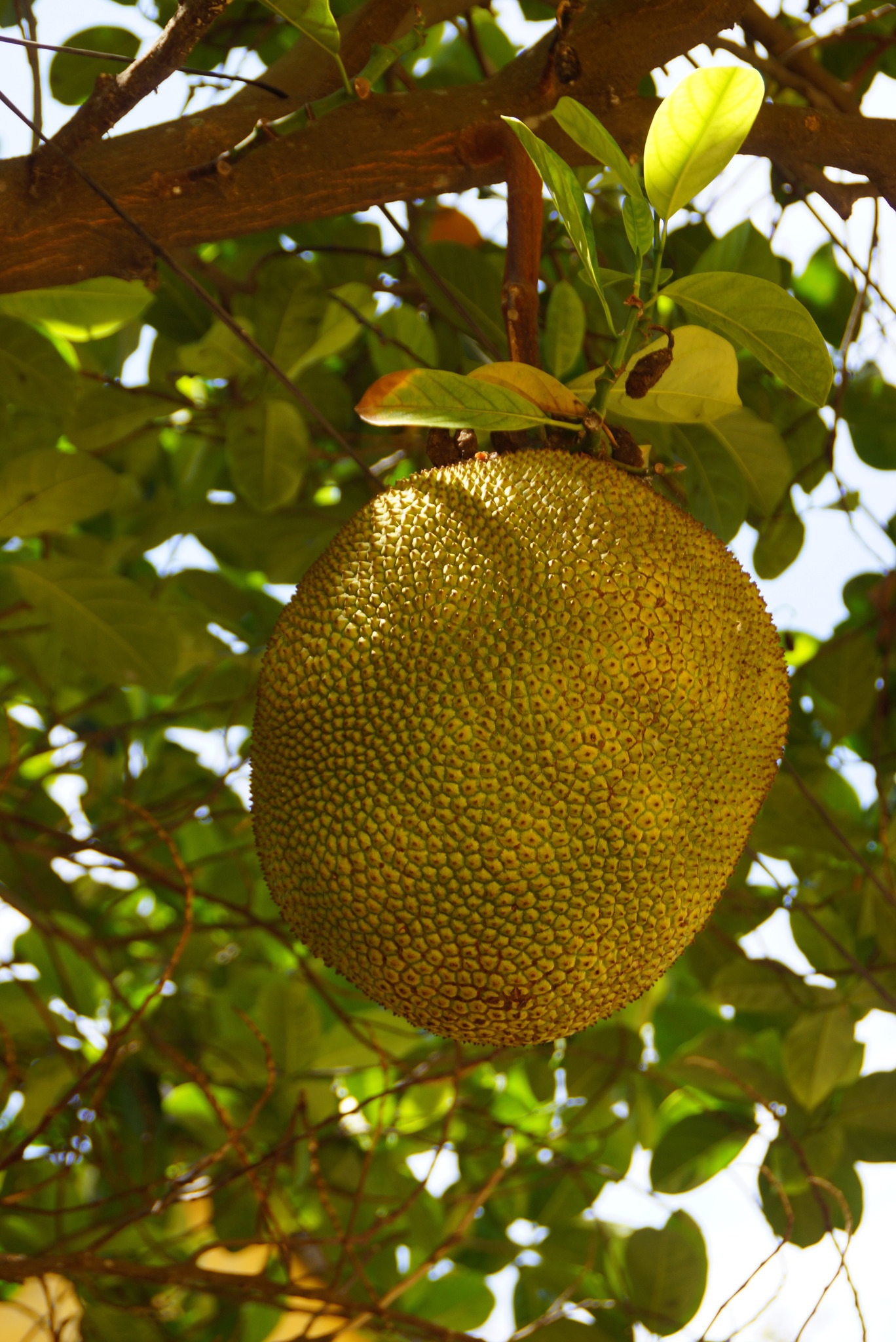 Yak-Frucht - Liesing