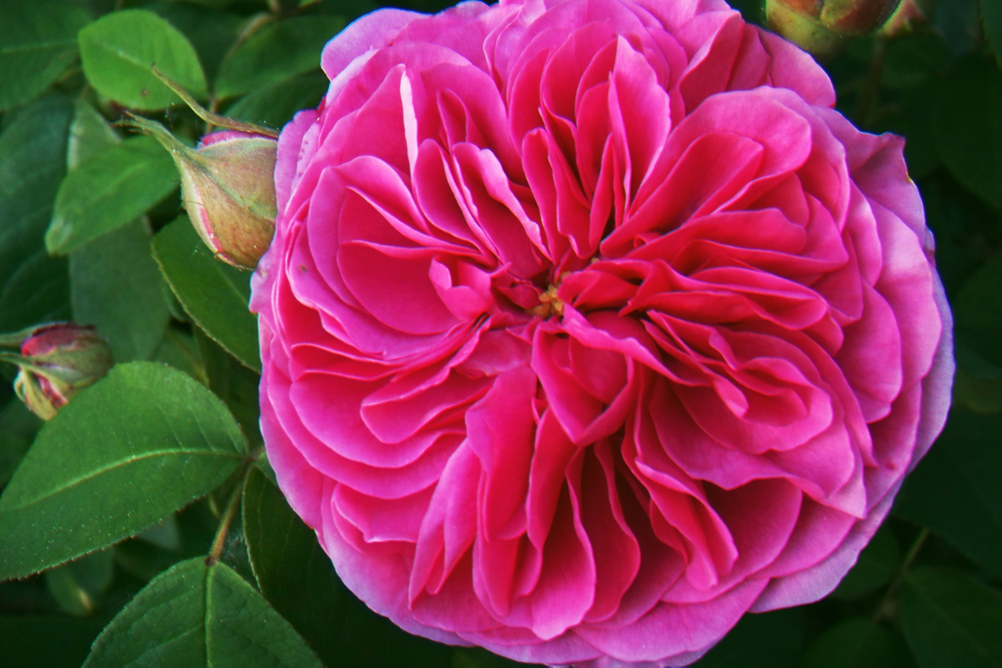 Englische Rose - Linz