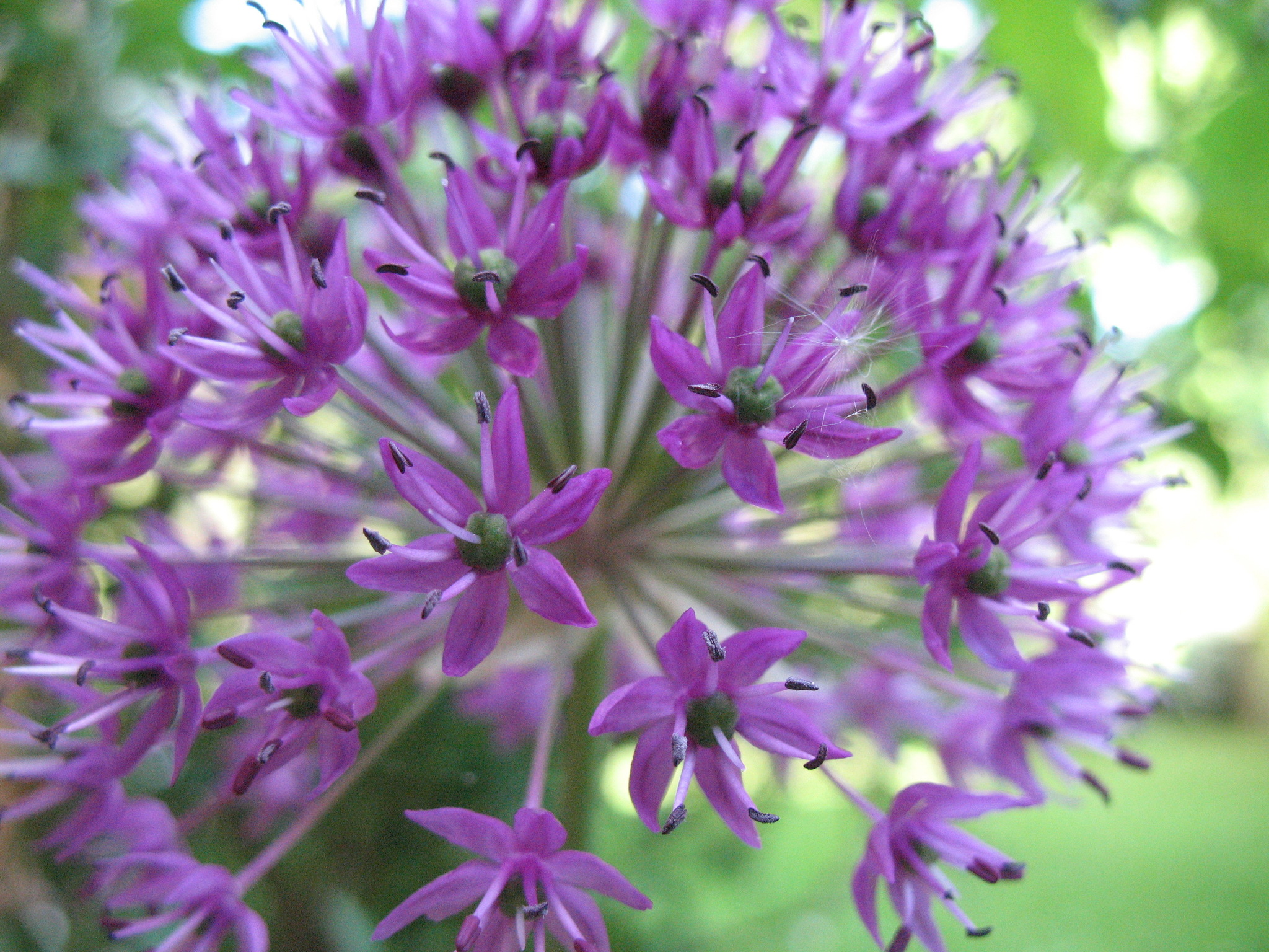 Allium ---Zierlauch--- - Murtal
