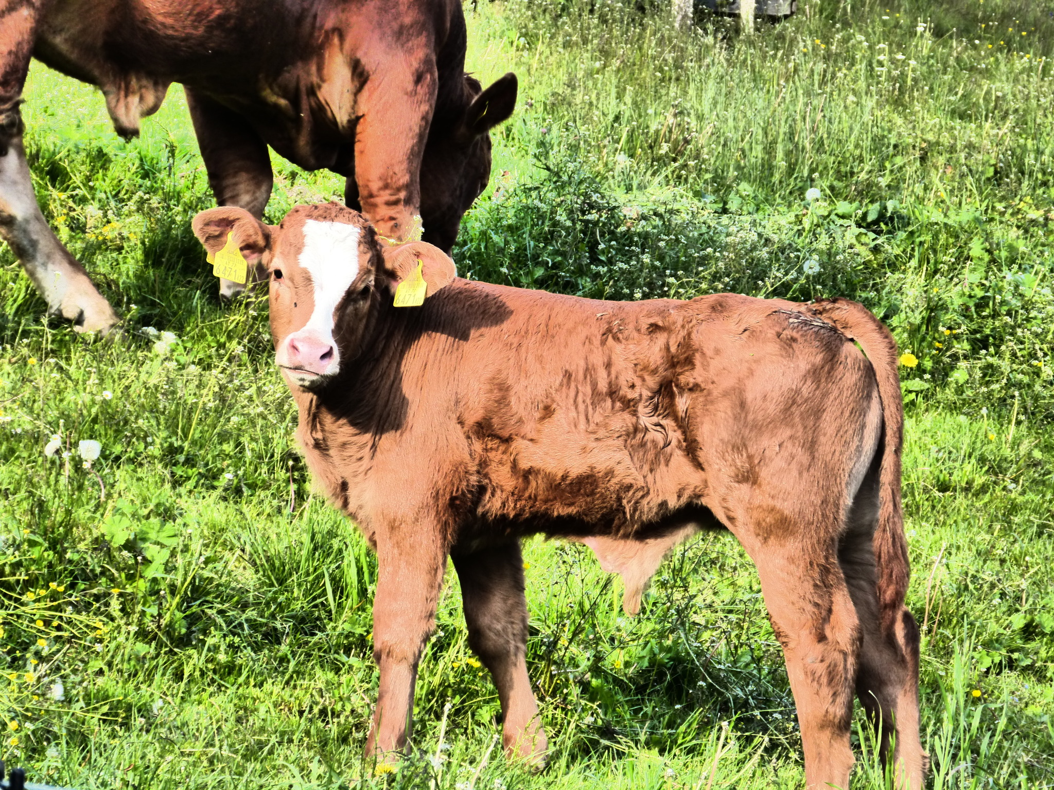 Junges Kalb - St. Veit