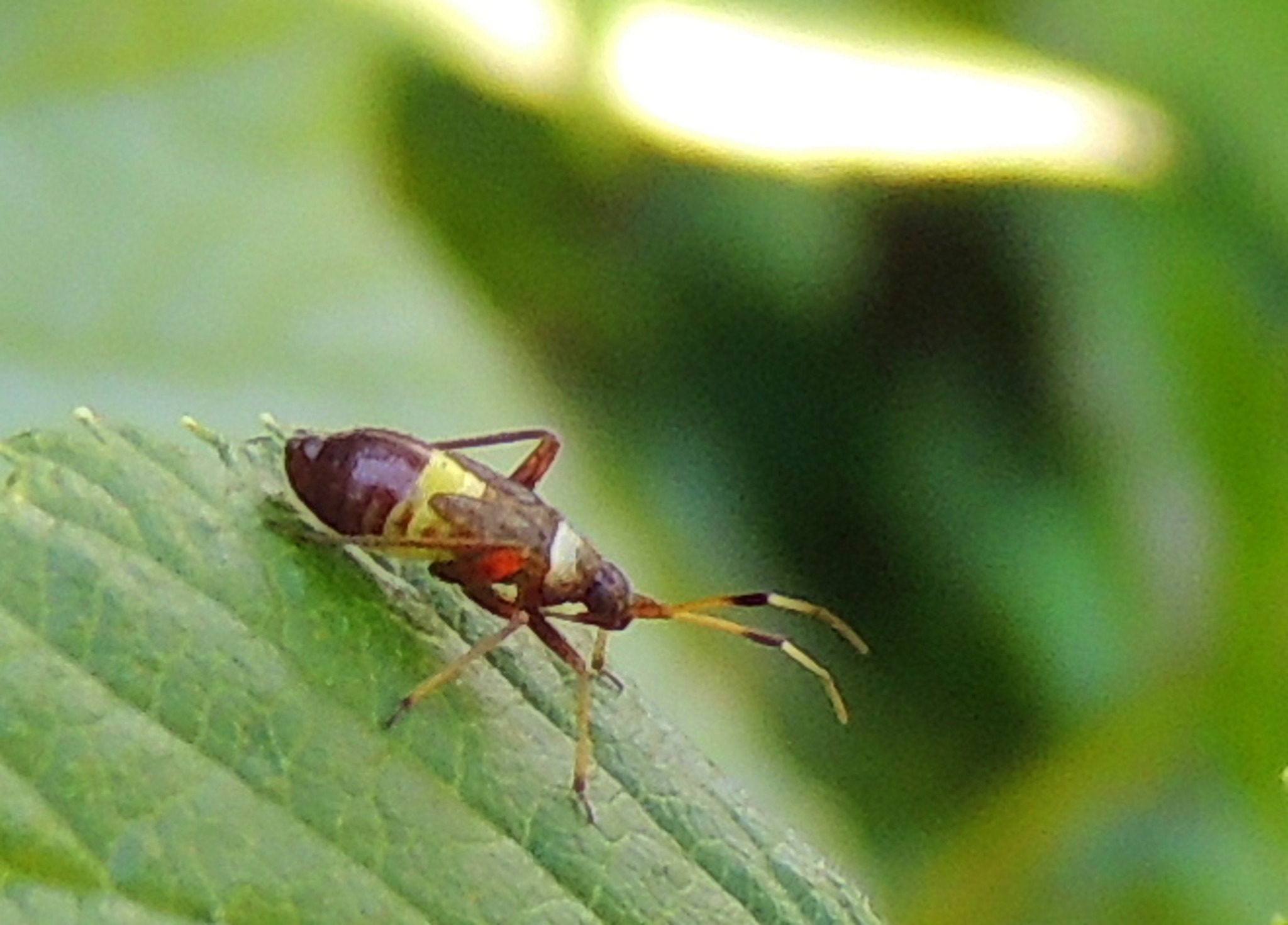 Seltsame Tierchen - Völkermarkt