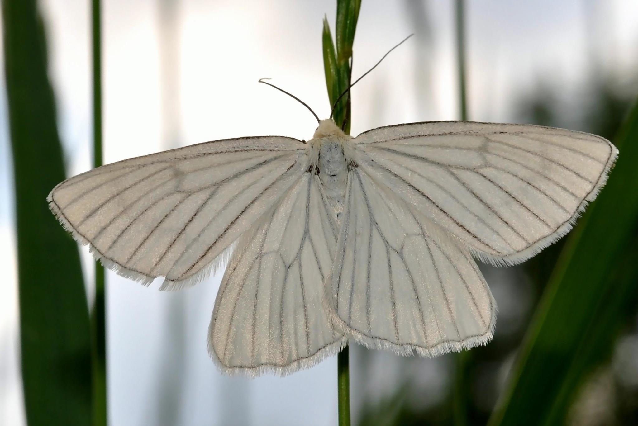 Hartheu-Spanner Sp 35-45 mm (Siona lineata) - Donaustadt