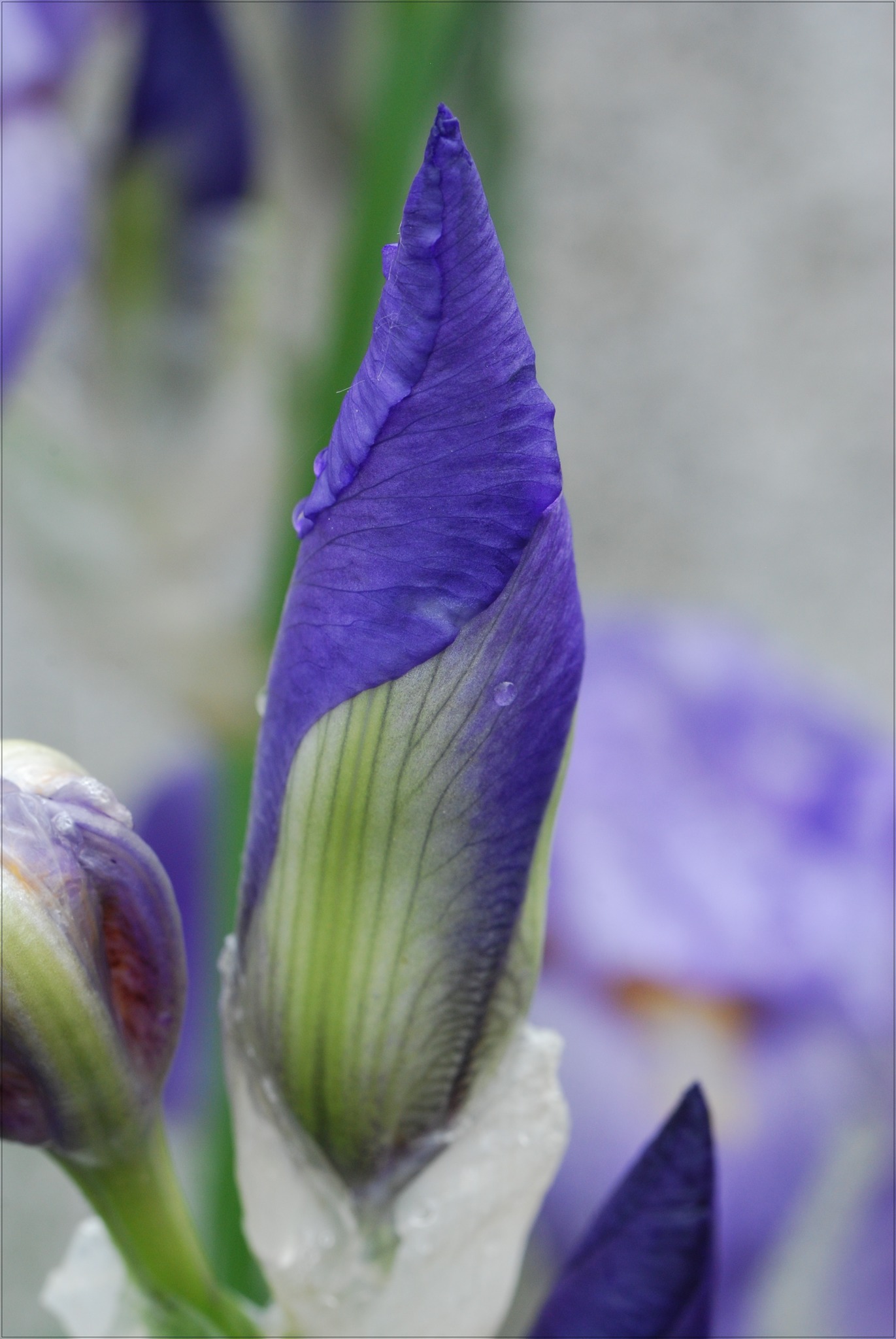 Ob die Spindel von Dornröschen so ausgesehen hat ? - Hollabrunn