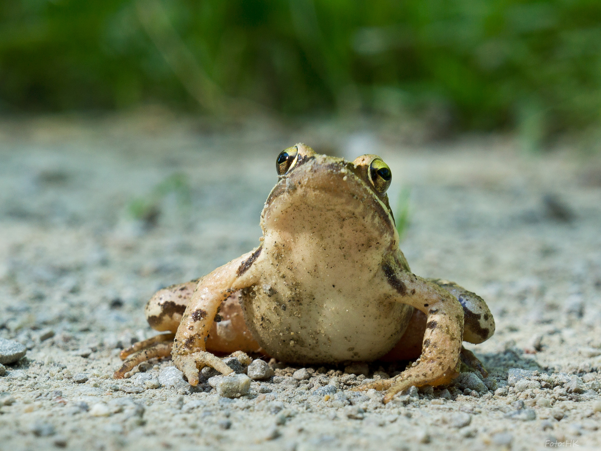 Frosch - Perspektive - Korneuburg