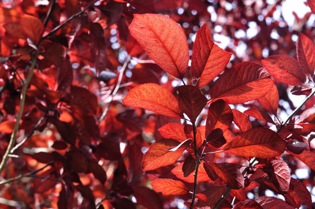 Die rote Kirschpflaume im Dirnberger-Garten - Lungau