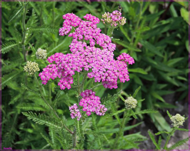 Rosa Schafgarbe - Schwechat