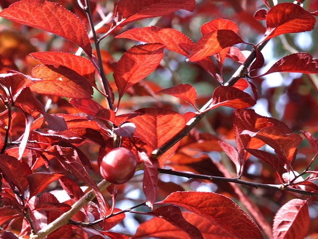 Die rote Kirschpflaume im Dirnberger-Garten - Lungau