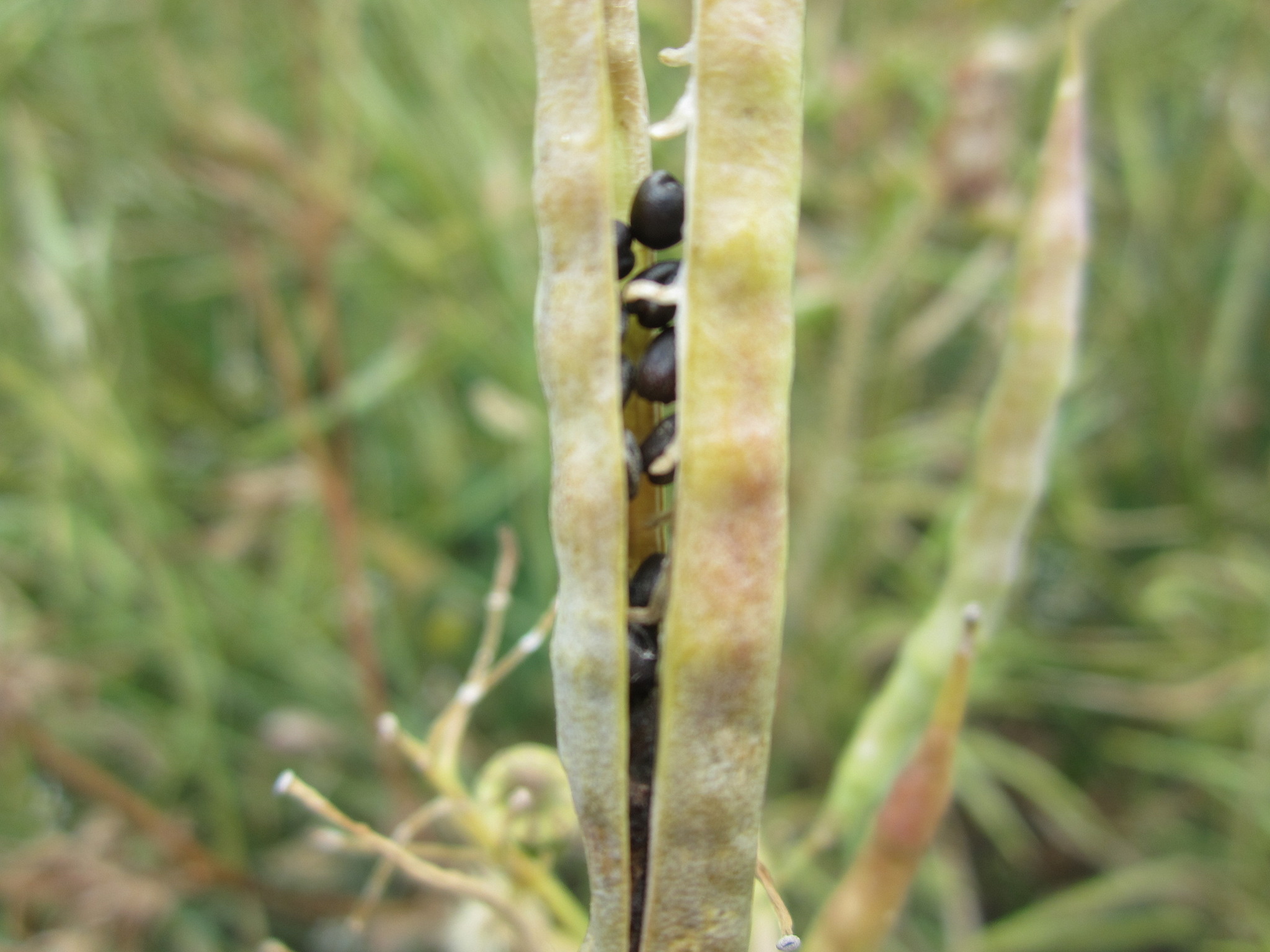 Reifer Raps - Eisenstadt