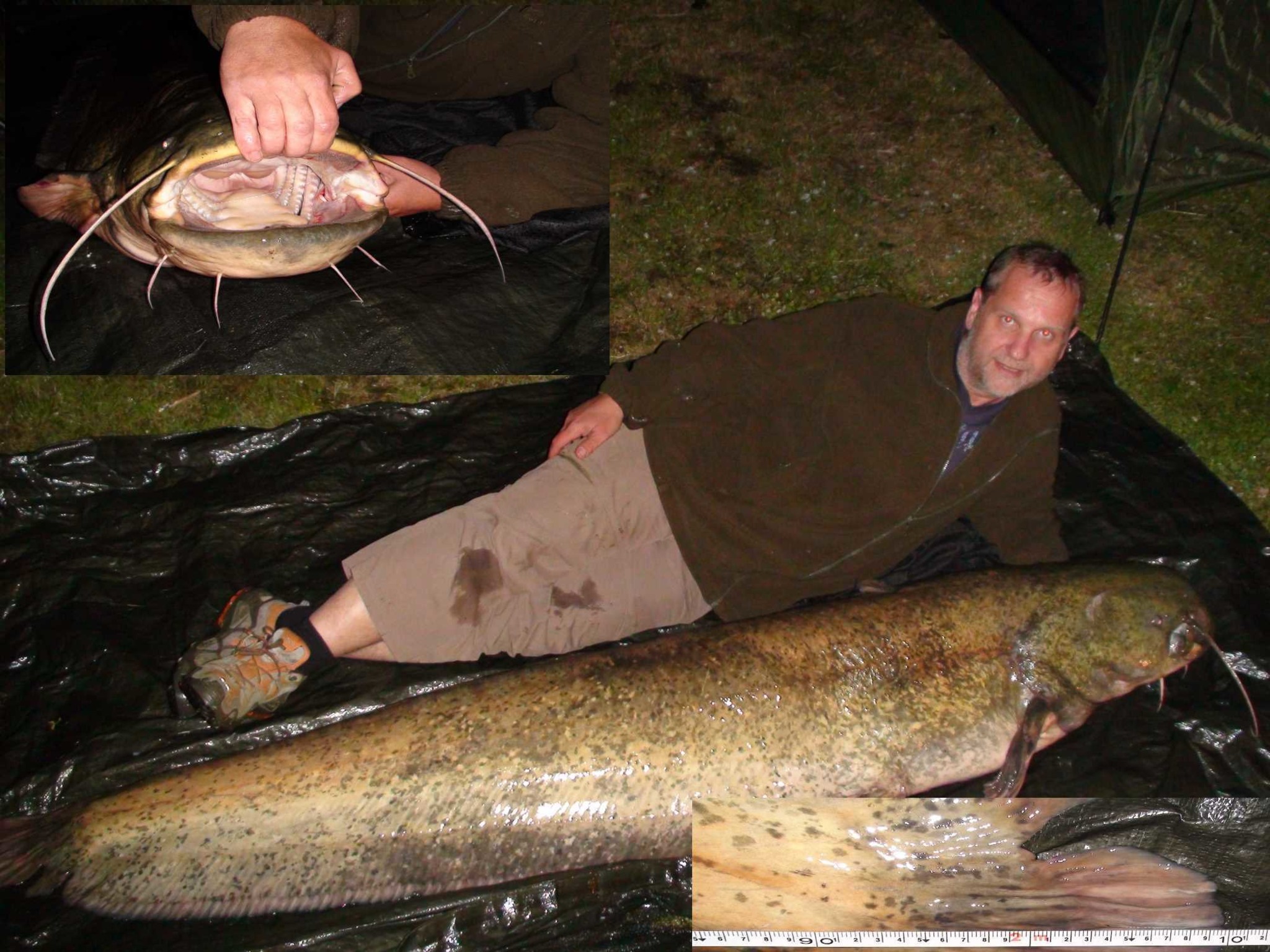 Ein Wels, größer als ein Mann ... - Horn