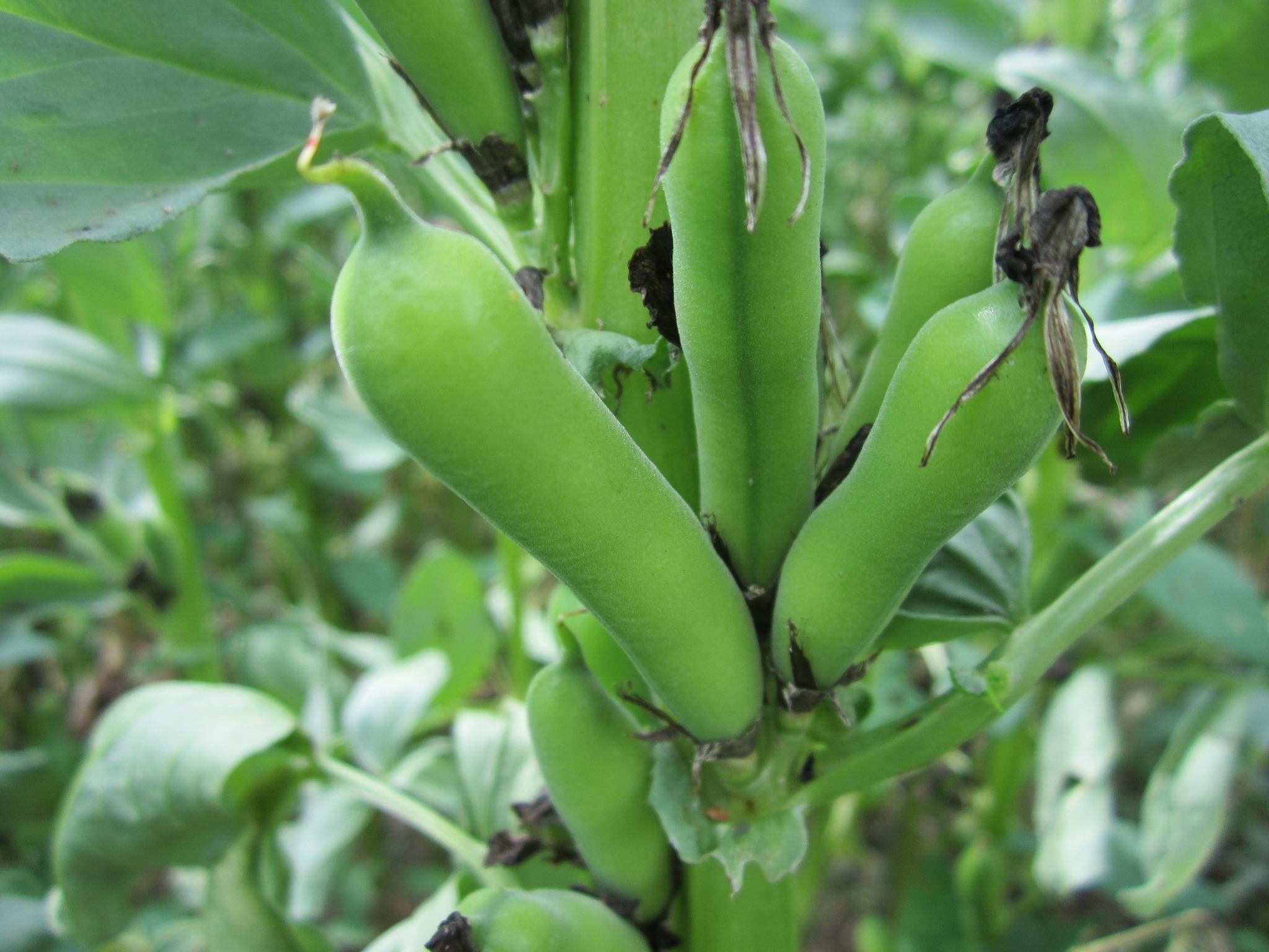 Früchte der "Dicken Bohne" ( Saubohne) - Eisenstadt