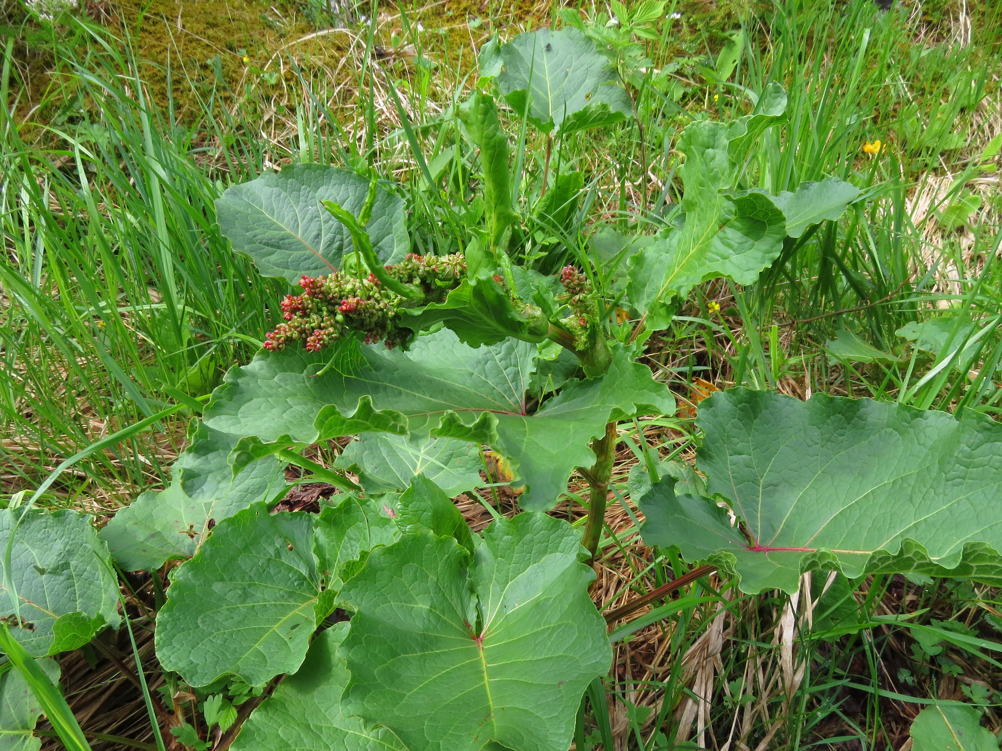 Der Alpen-Ampfer (Rumex alpinus) - Lungau