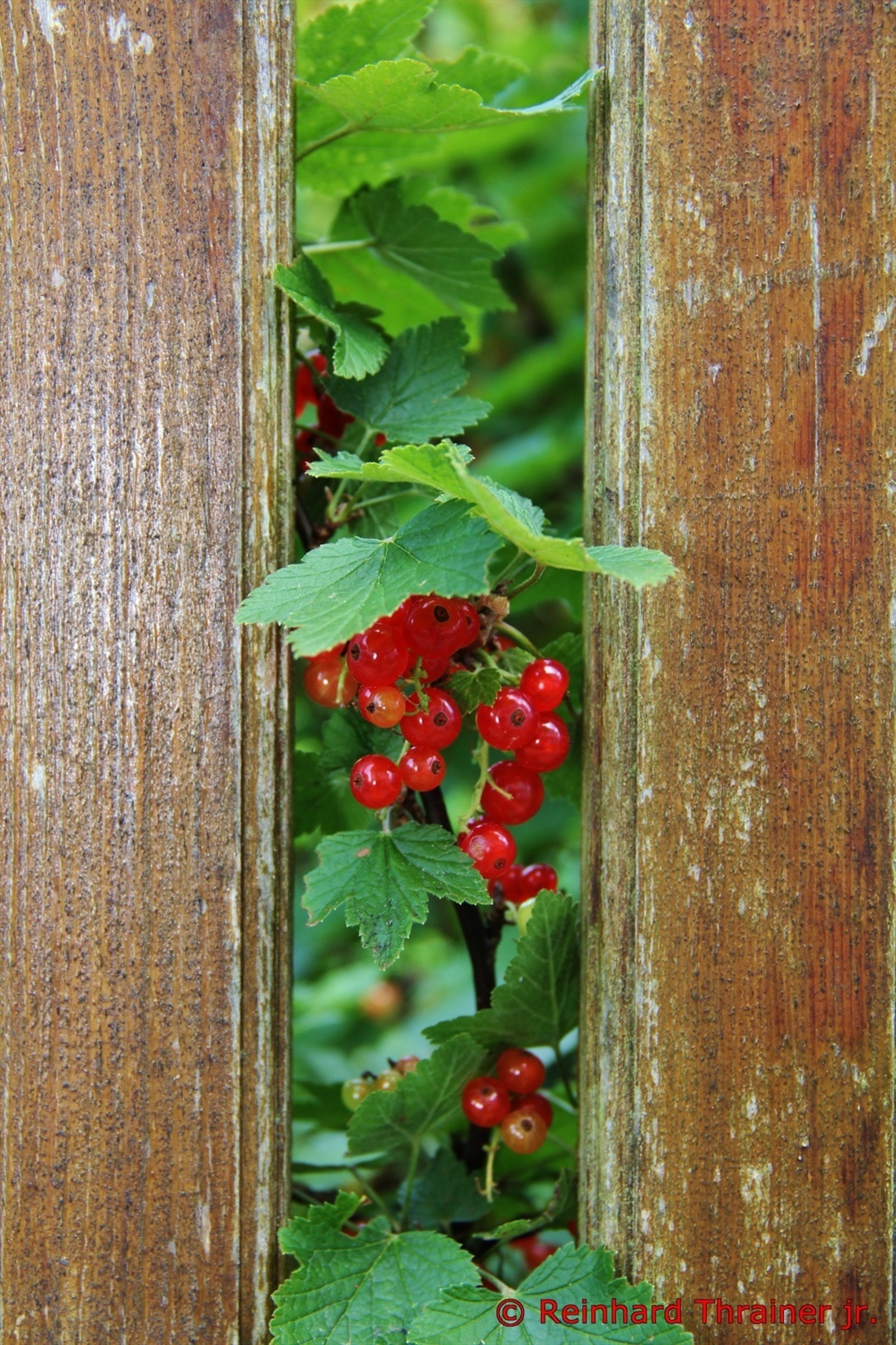 Die Ribisel aus Nachbarsgarten... - Kufstein