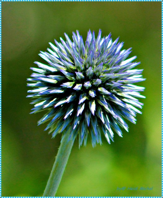 Eine Kugeldistel - Favoriten