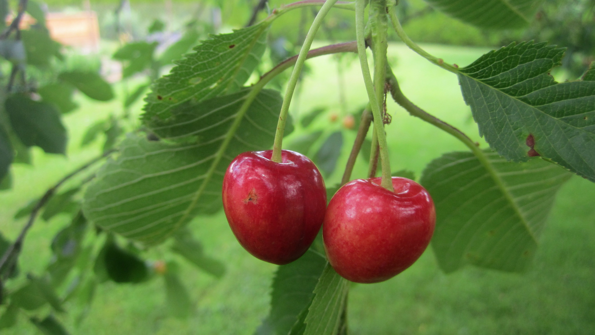 Die ersten Kirschen - Feldkirchen