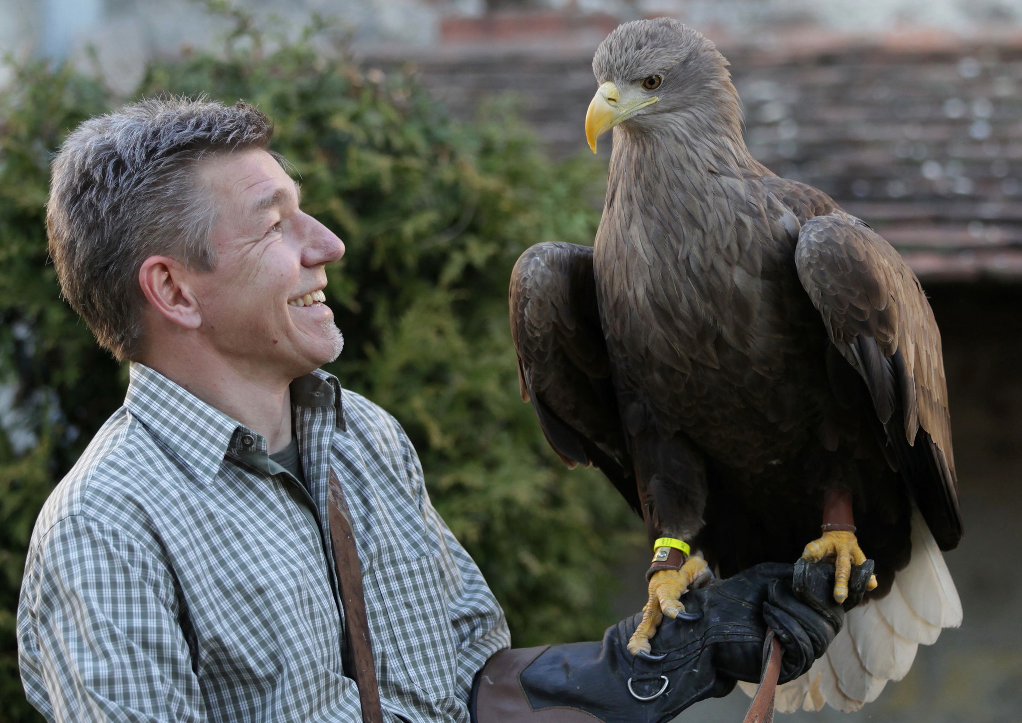 Eintauchen in die Magie der Falknerei - Ried