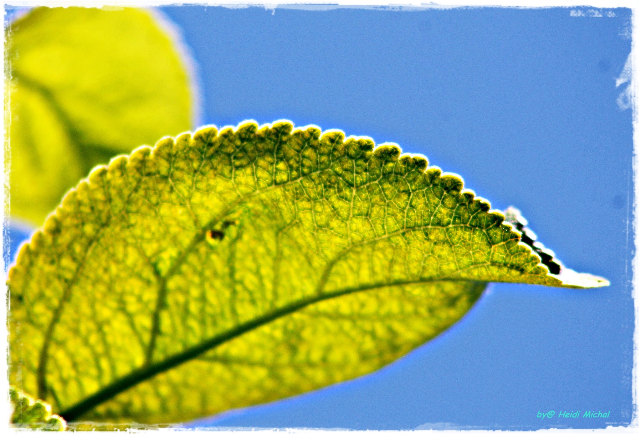 Ein Apfelblatt - Favoriten