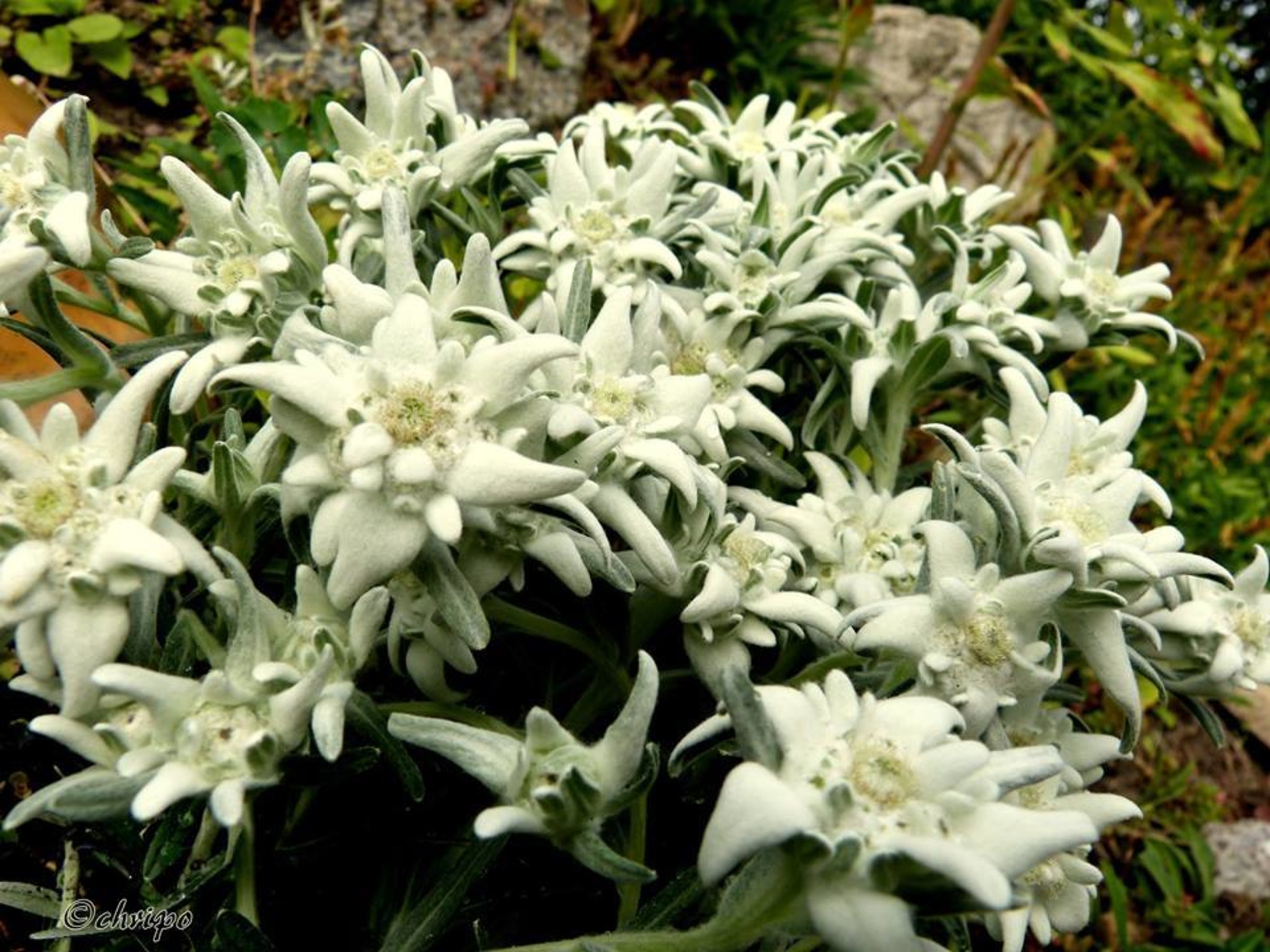 Alpenblumen / Wiesenblumen - Ottakring