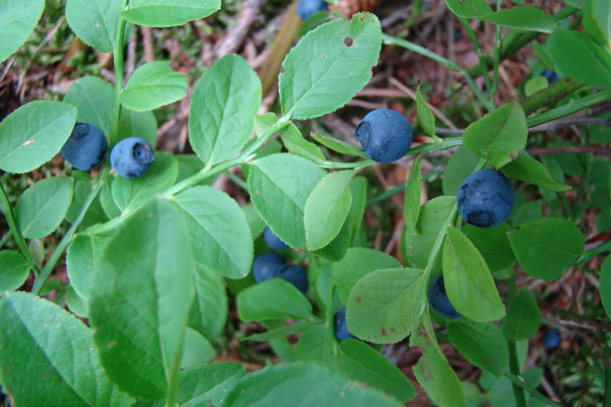 Lecker, die ersten Schwarzbeeren im Wald entdeckt..... - Villach