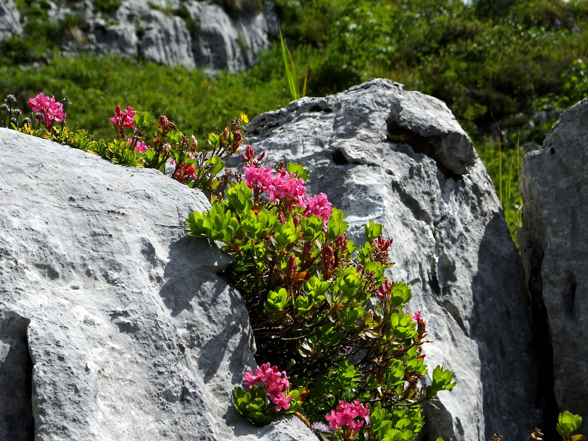 Bewimperte Alpenrose - Tennengau