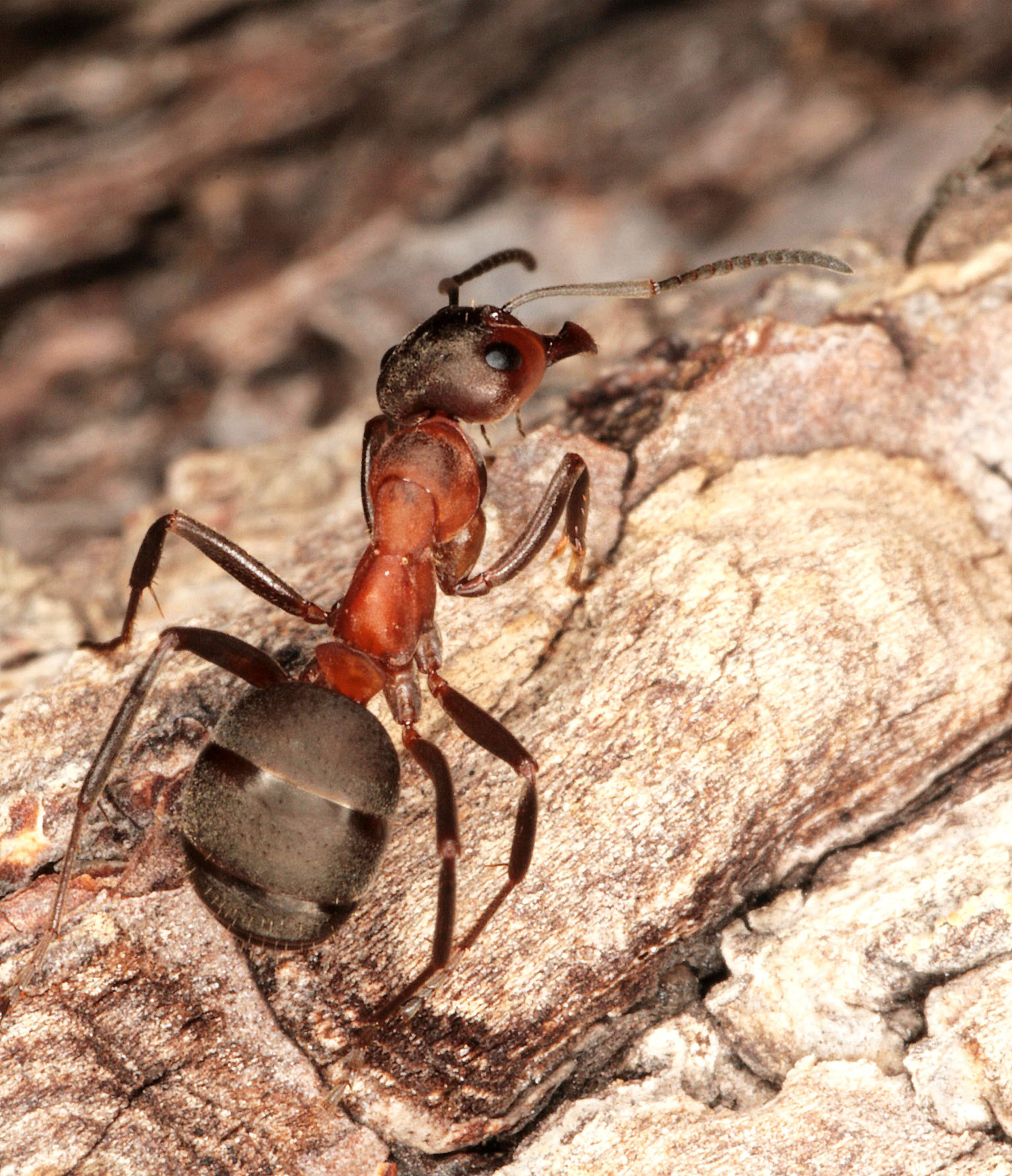 Die Waldameisen (Formica spp.) - Linz