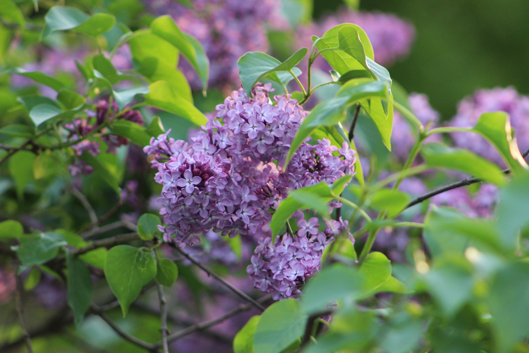 heller Flieder - Brigittenau