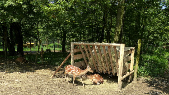 Wildpark Ernstbrunn - Korneuburg