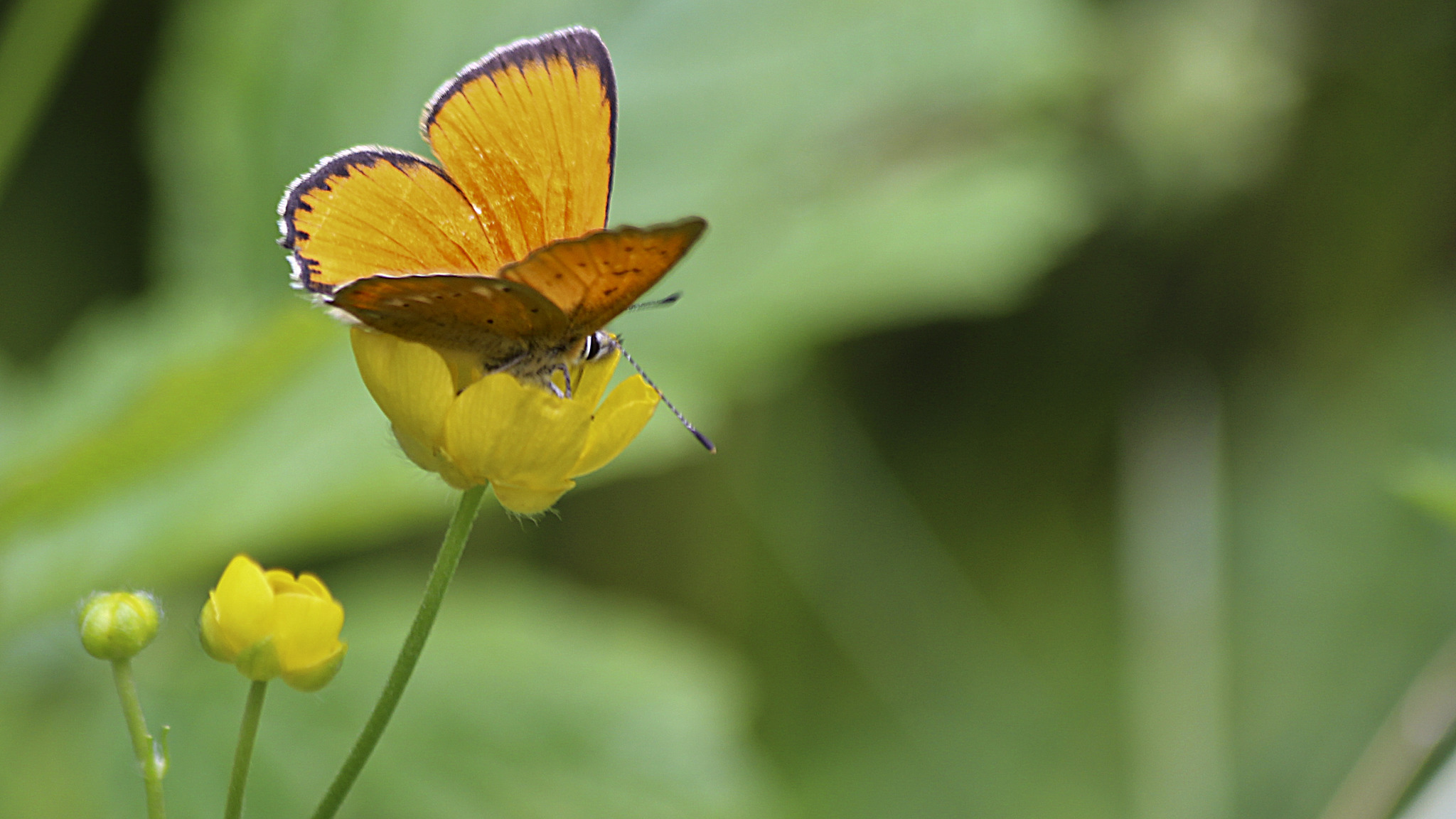 Lycaena dispar, der Große Feuerfalter könnte aber auch der Dukaten ...