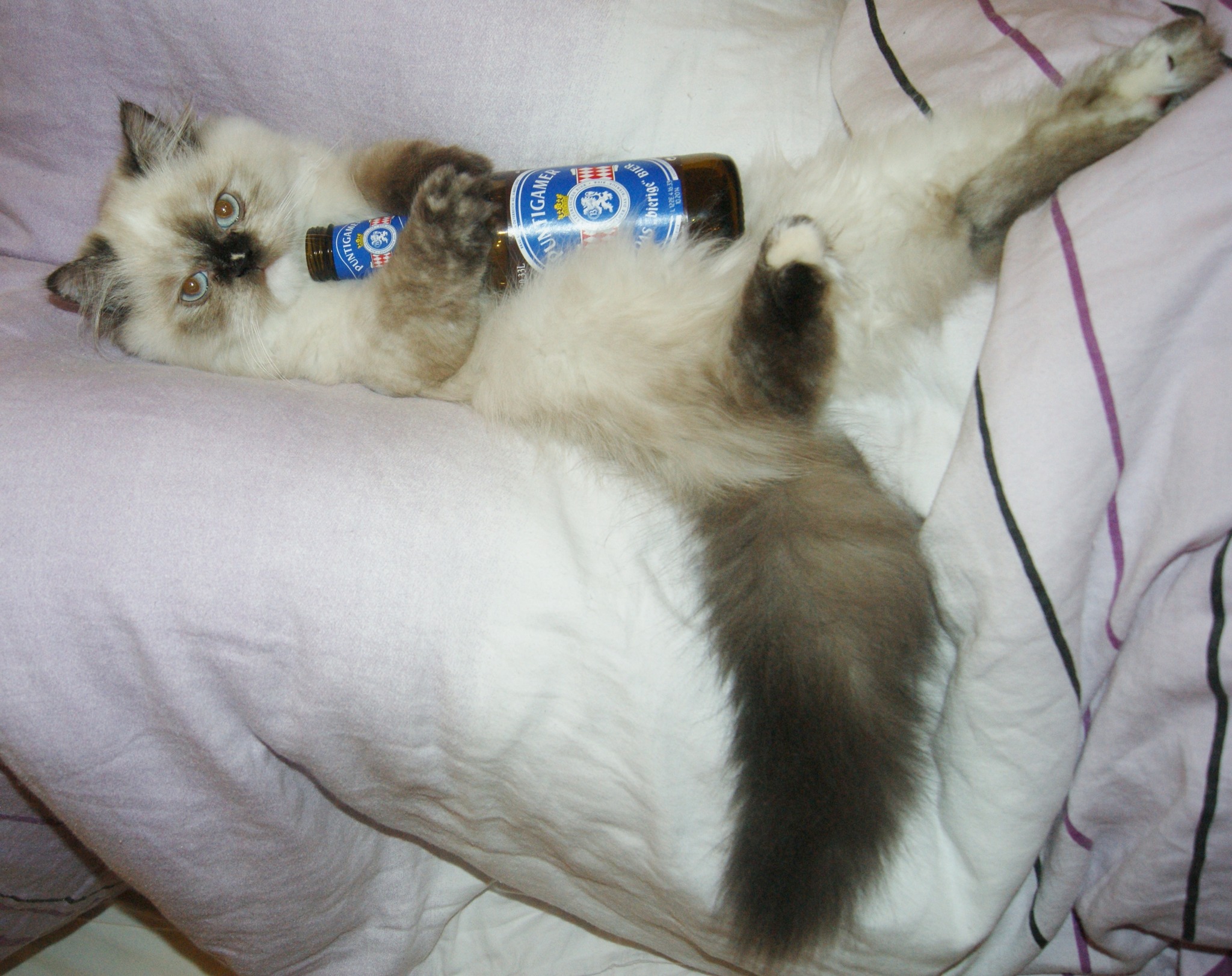 Katze Pinky liebt die Bierflasche zum Spielen - Leibnitz