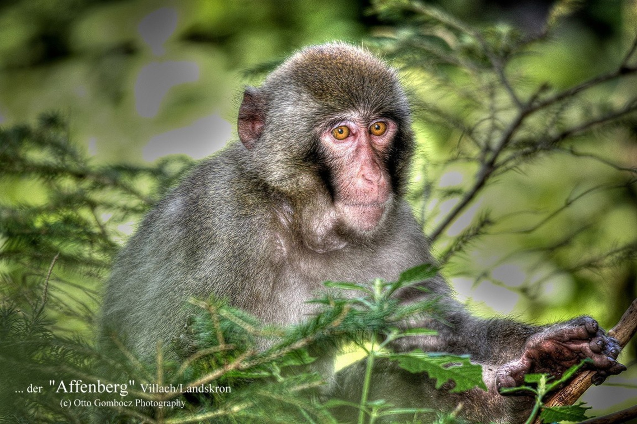 Abenteuer AFFENBERG Villach/Landskron - immer ein Erlebnis! - Villach