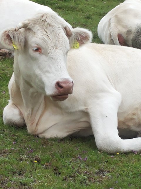 "Weiße Riesen" - Charolais-Rinder in den Nockbergen! - Villach