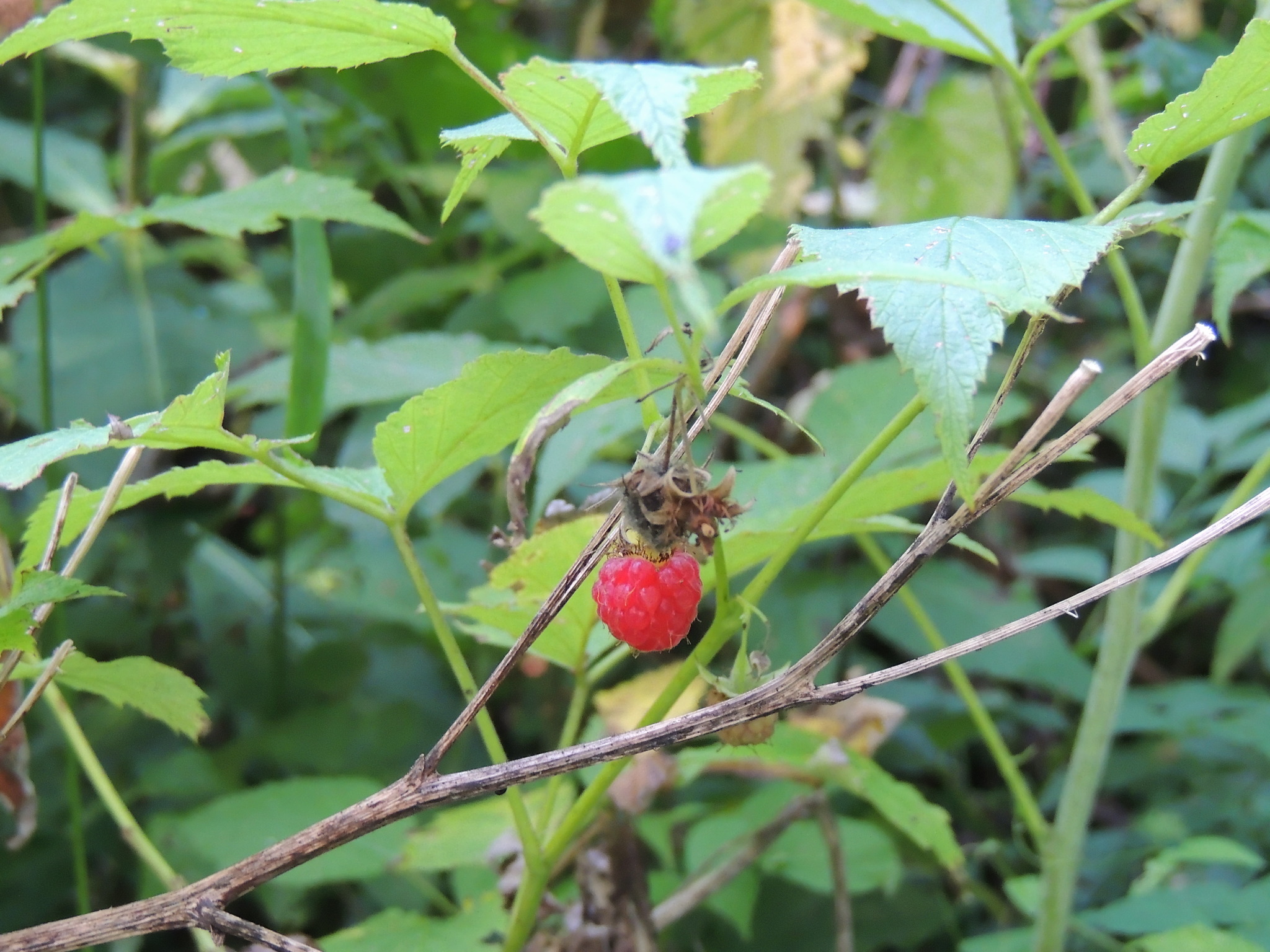 Waldbeere frisch und fruchtig - Horn
