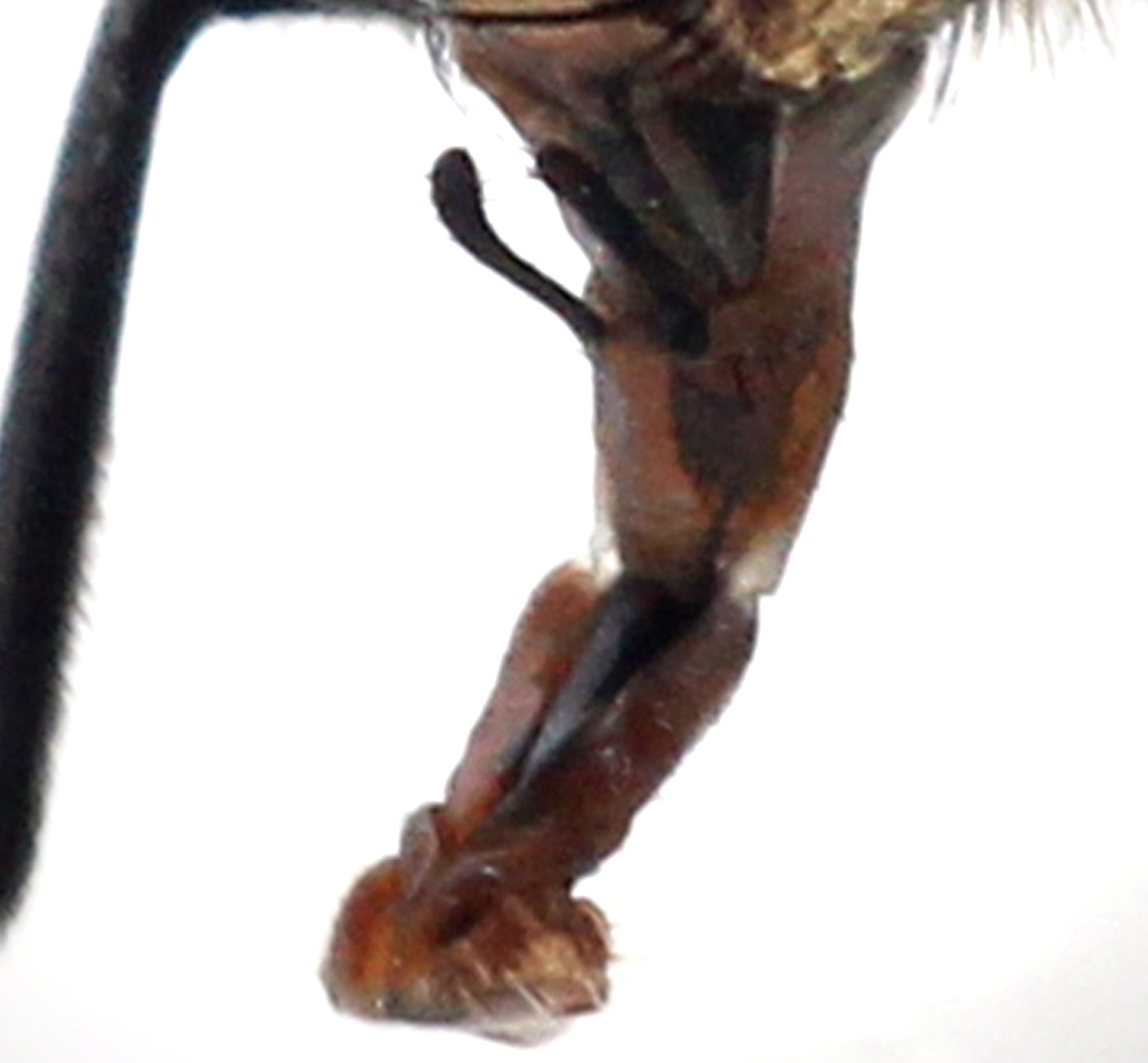 Hier ein Detail vom Rüssel der Fliege vom unteren Bild - Schwaz