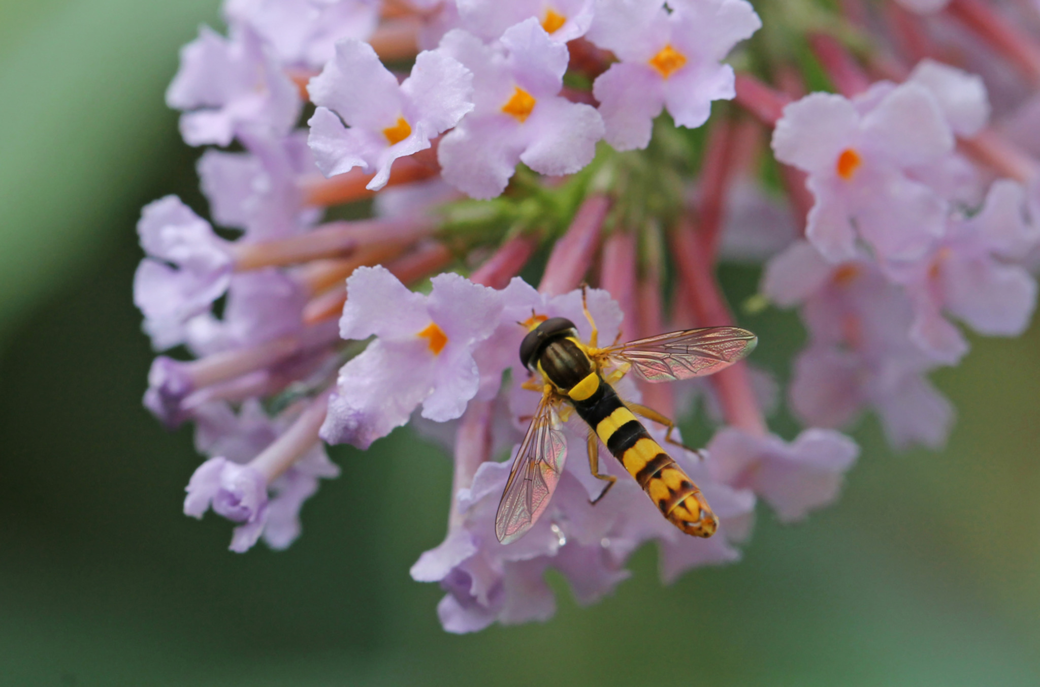 Die Gewöhnliche Langbauchschwebfliege 'Sphaerophoria scripta ...