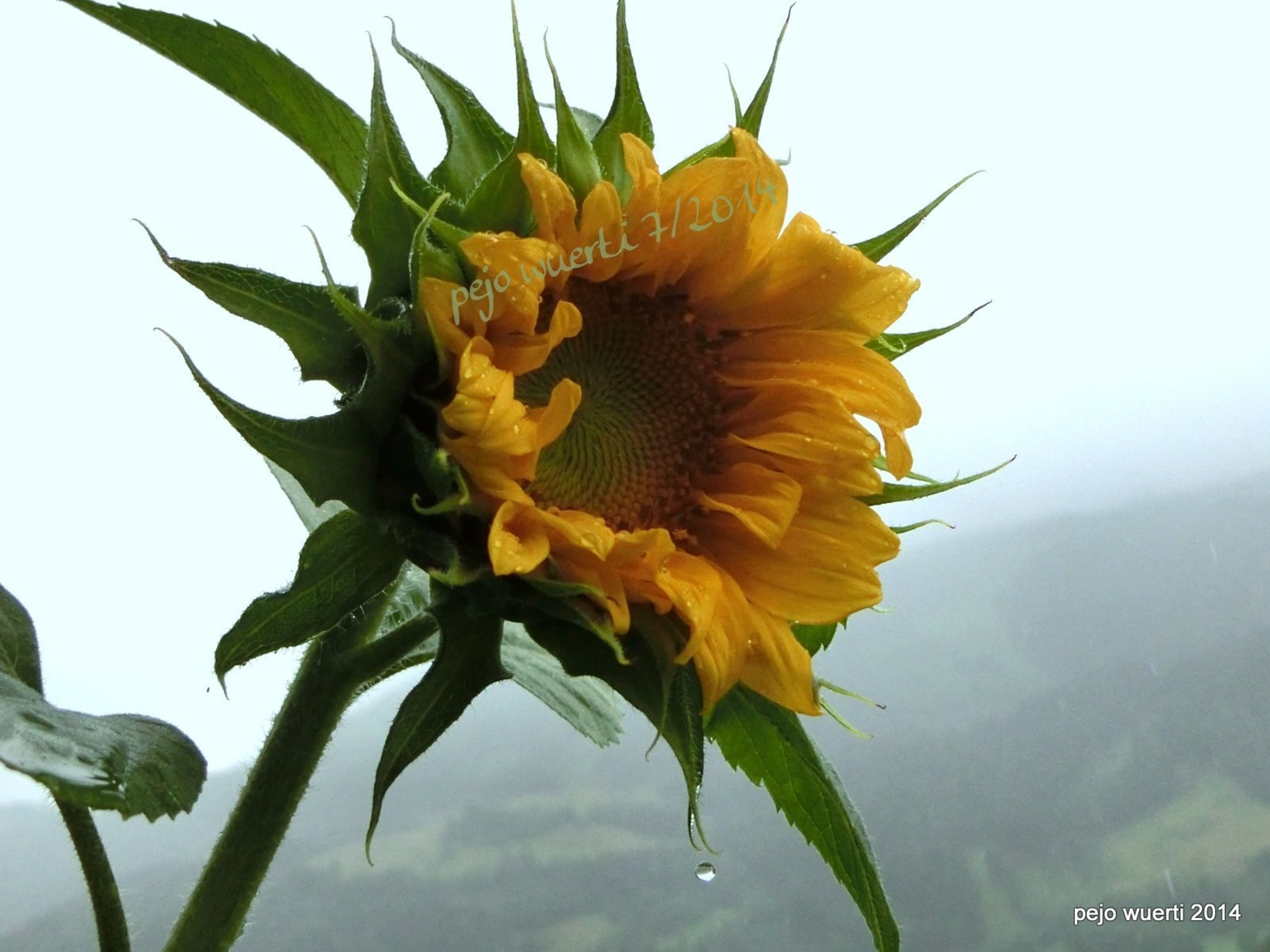 Sunflower is crying - Pinzgau