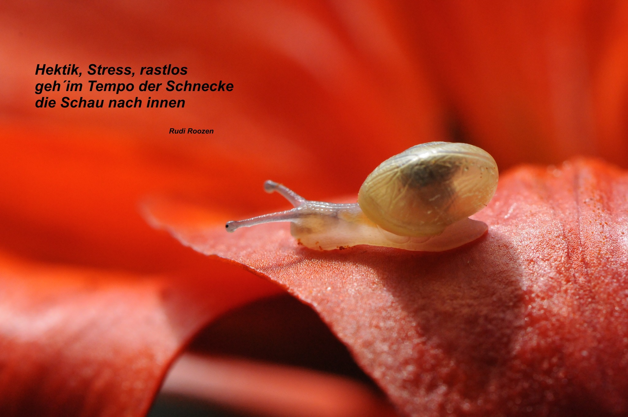 elfchen und Haiku - Pinzgau