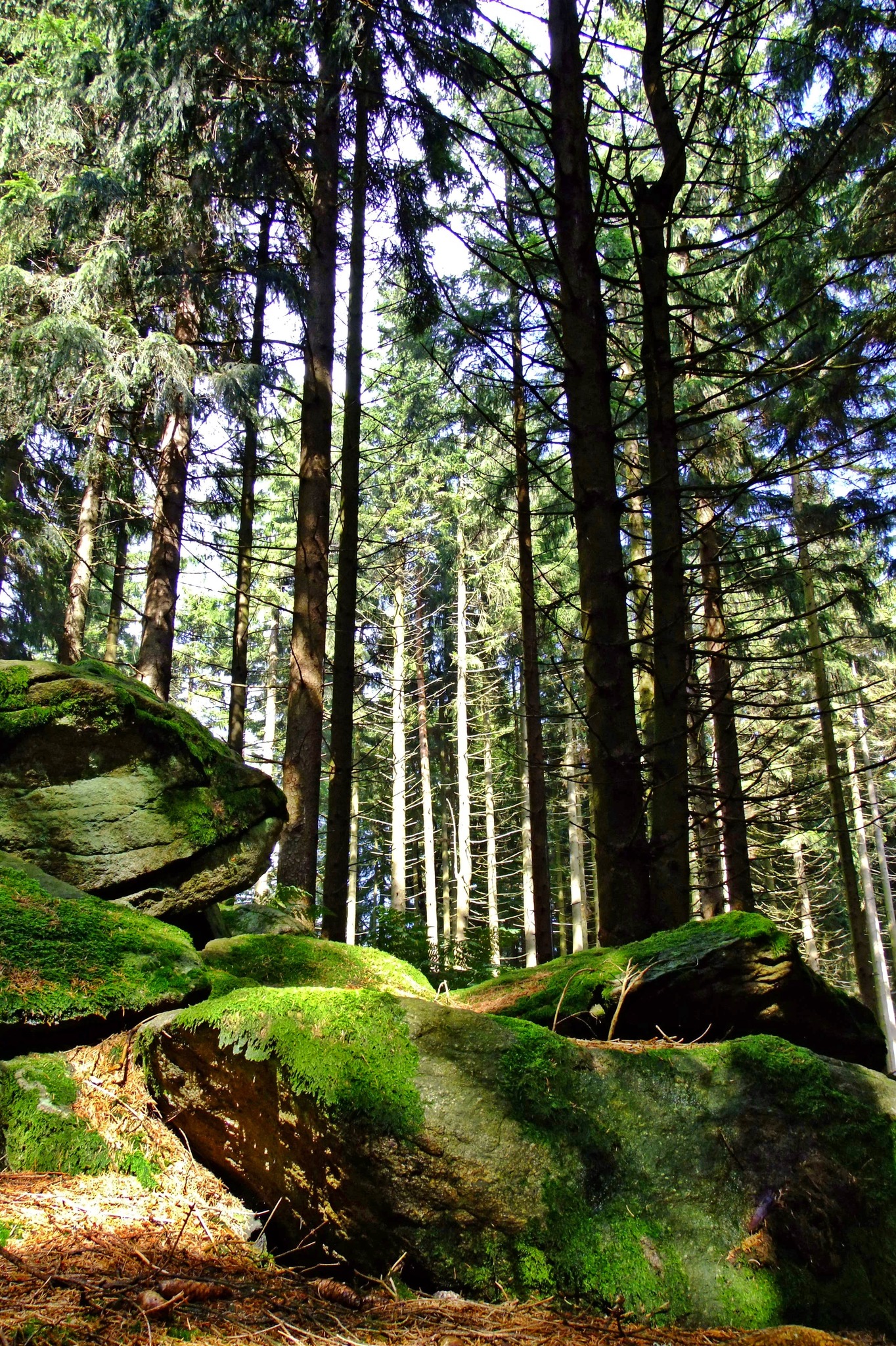 Urgestein im Wald - Linz