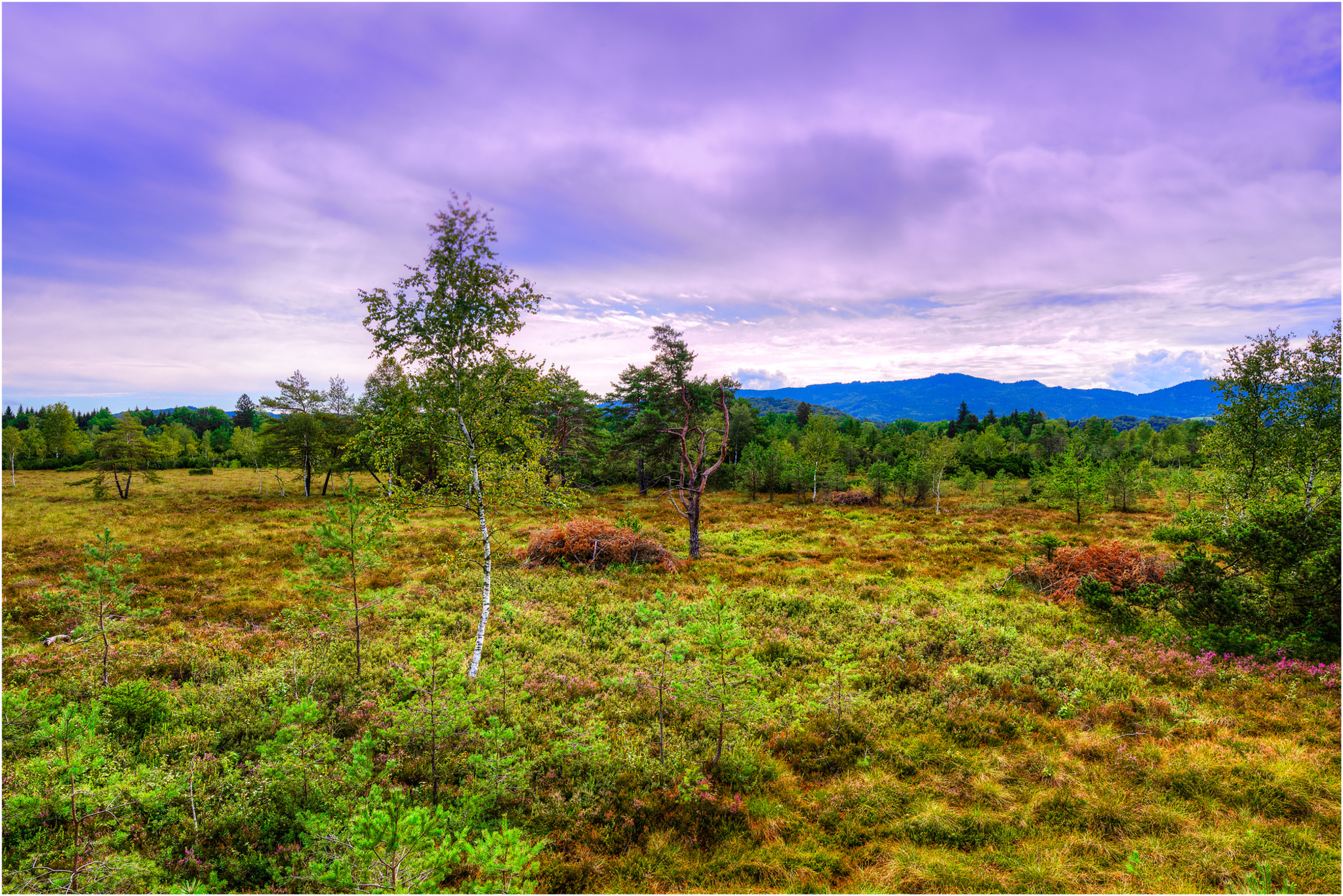 Moorlandschaft - Salzburg-Stadt
