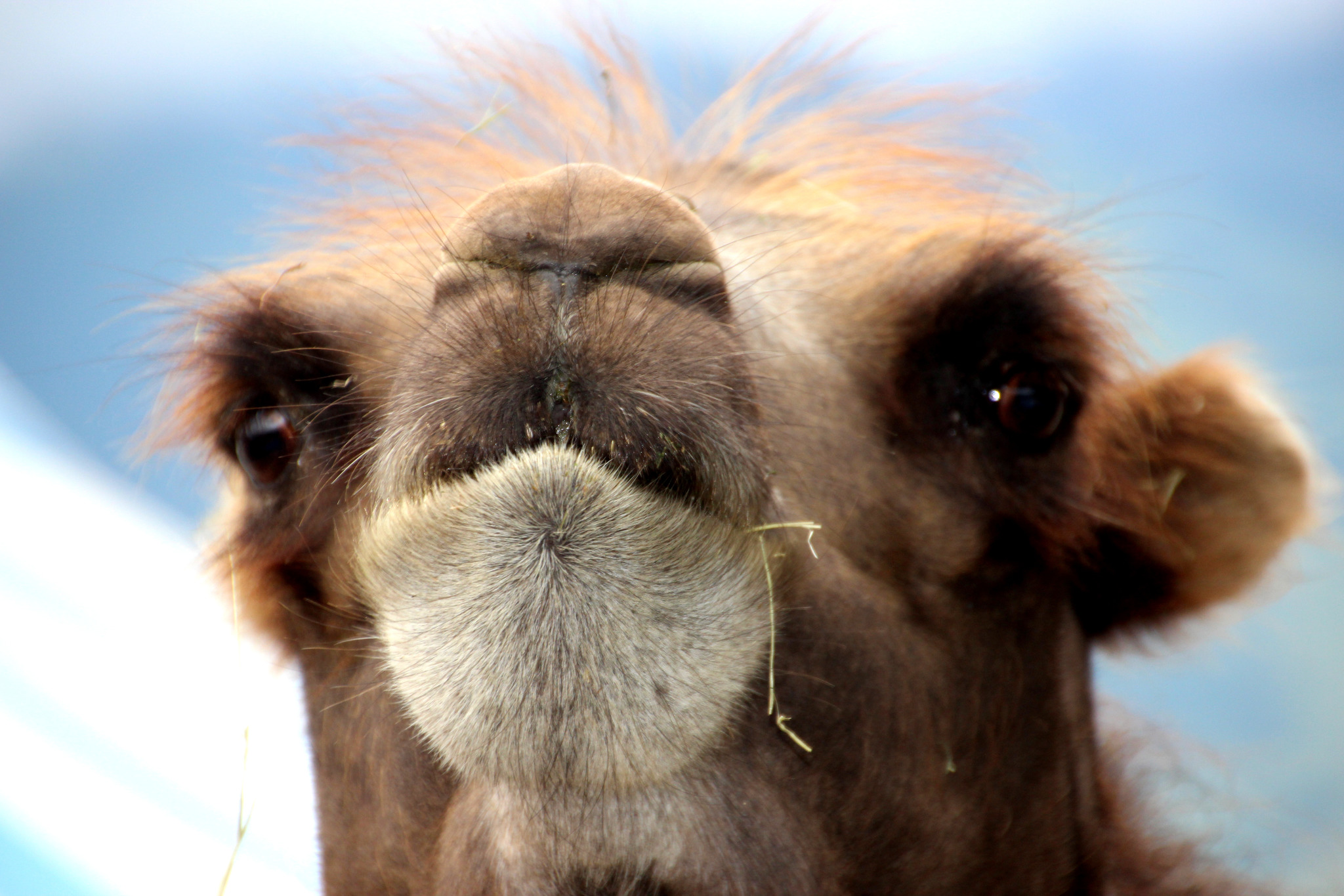 Doof gucken! - Pinzgau