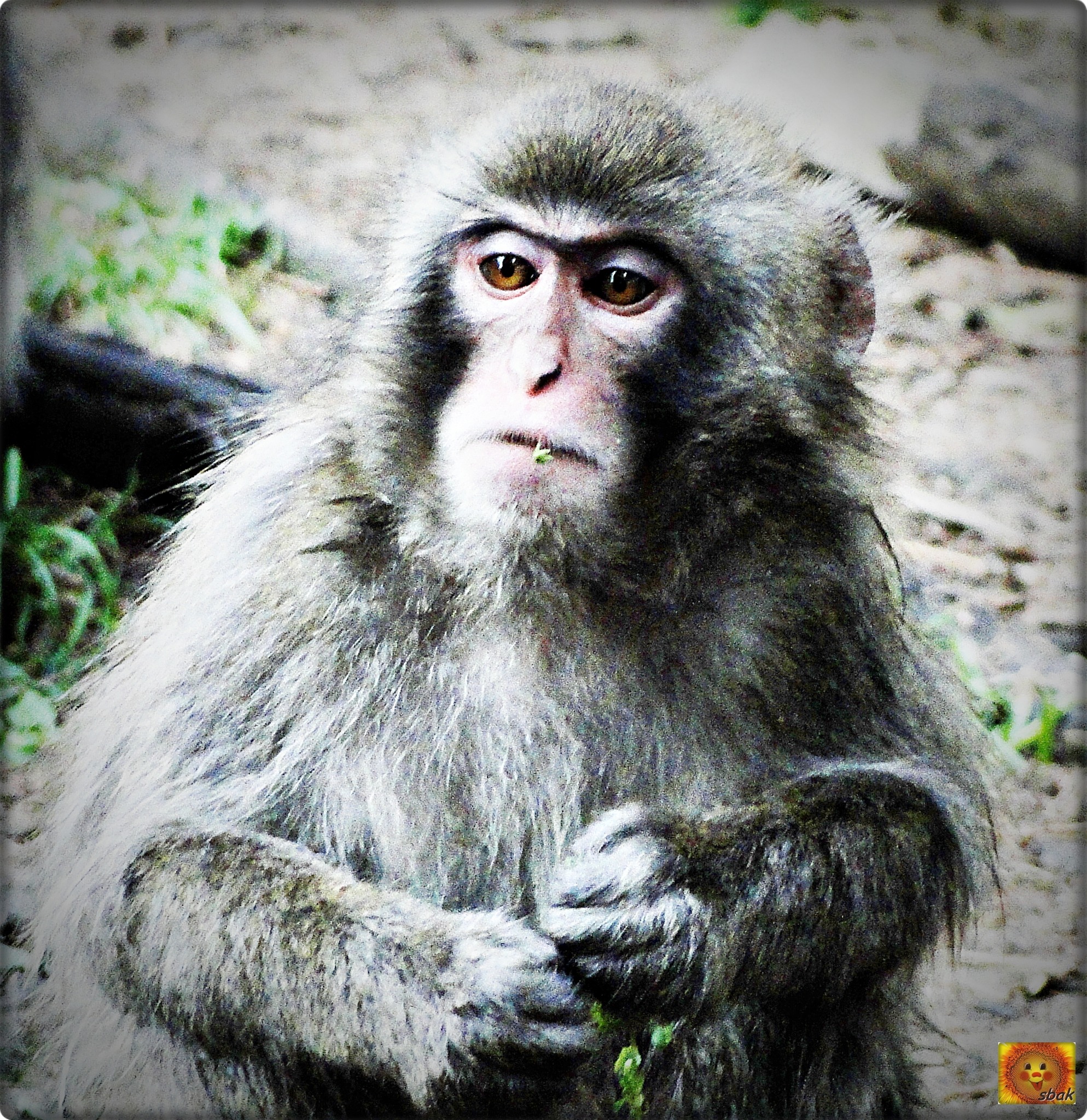 Mein täglicher Affe !! 18 - St. Veit