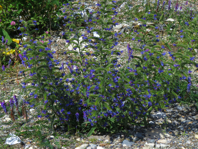Ysop (Hyssopus officinalis) - Lungau