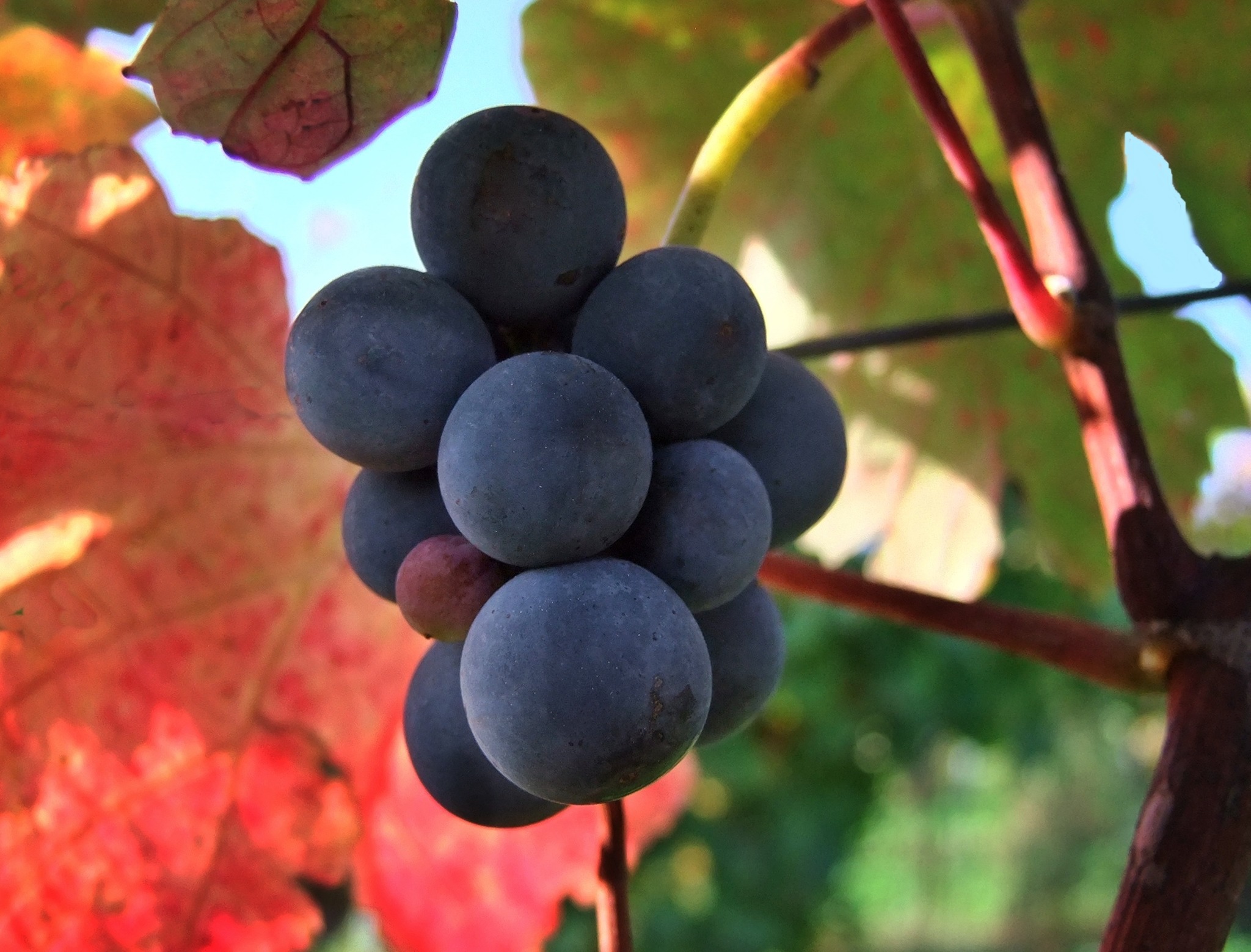 Kleine Rispe, grosse Trauben - Linz