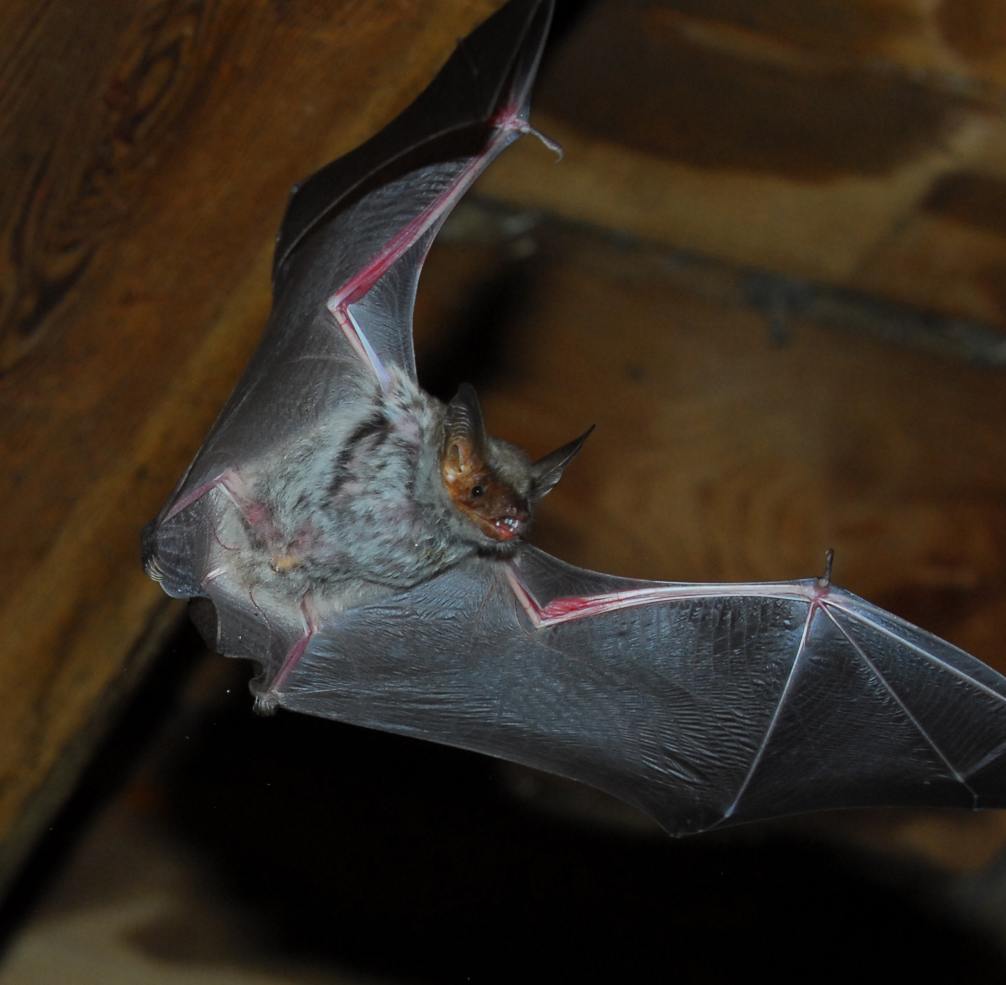 Die Nacht der wilden Tiere – Fledermaus & Co im Alpenzoo - Innsbruck