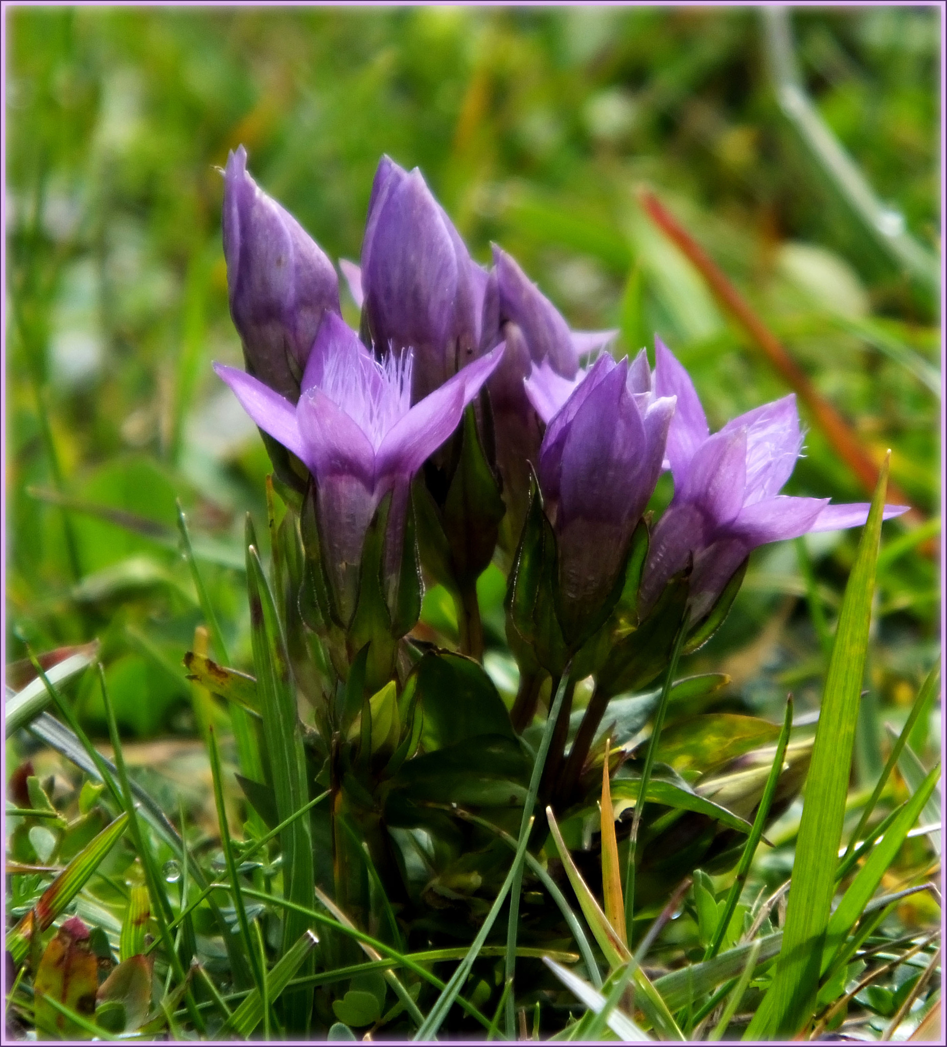 Der Deutsche Enzian - Tennengau