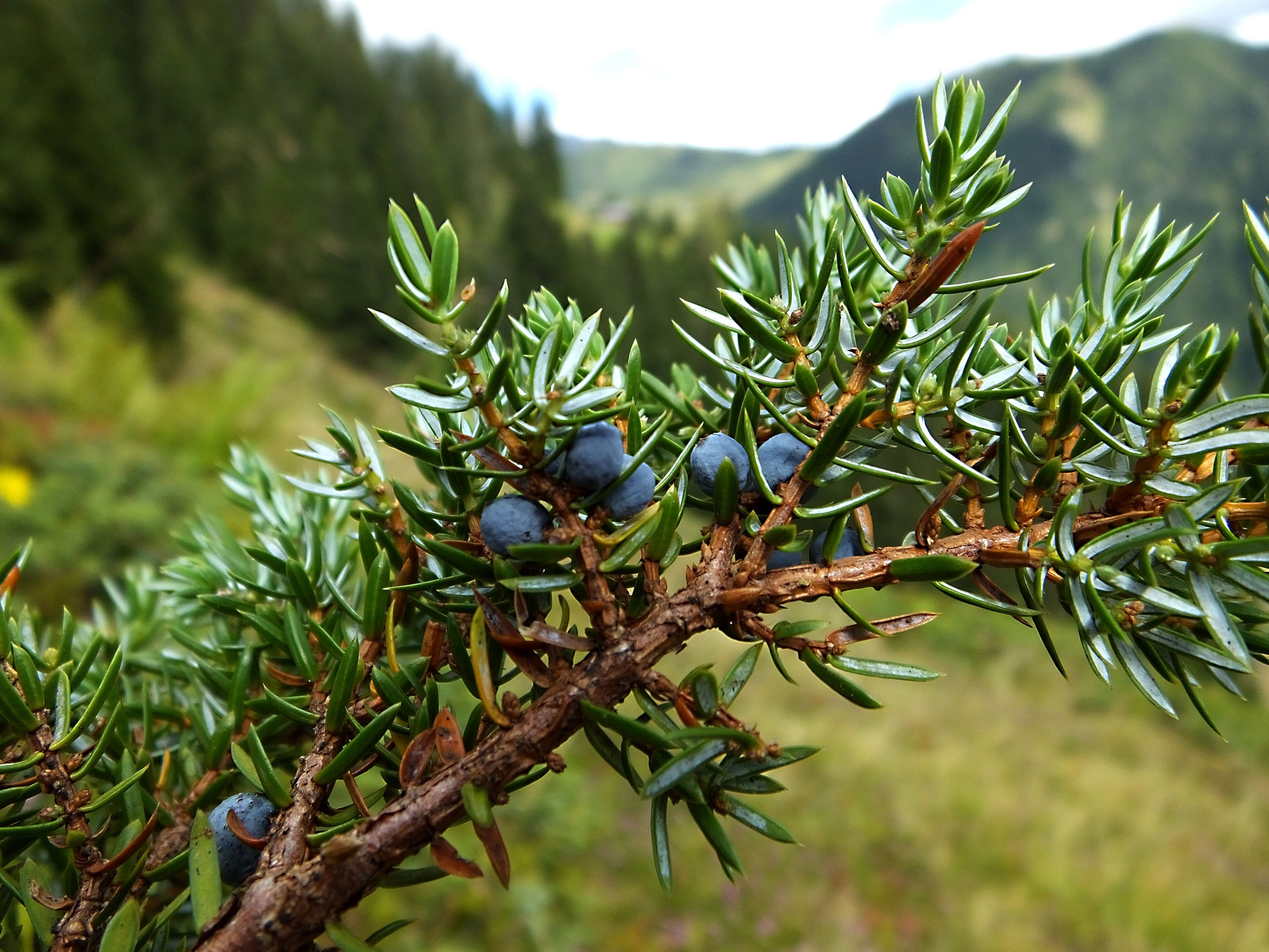 Wacholderbeeren - Tennengau