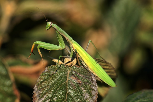 Gottesanbeterin - Fangschrecken (Mantodea) - Kufstein