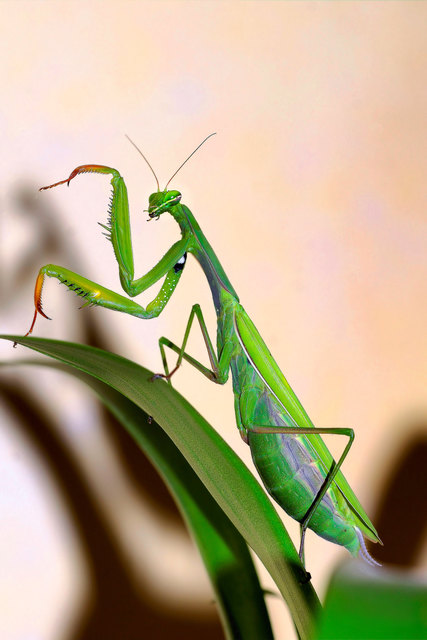 Gottesanbeterin - Fangschrecken (Mantodea) - Kufstein