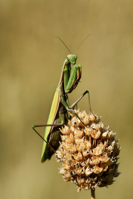 Gottesanbeterin - Fangschrecken (Mantodea) - Kufstein