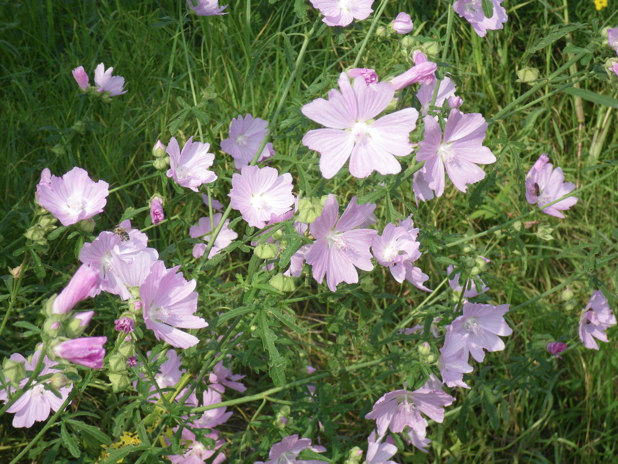 malven im spätsommer - Jennersdorf